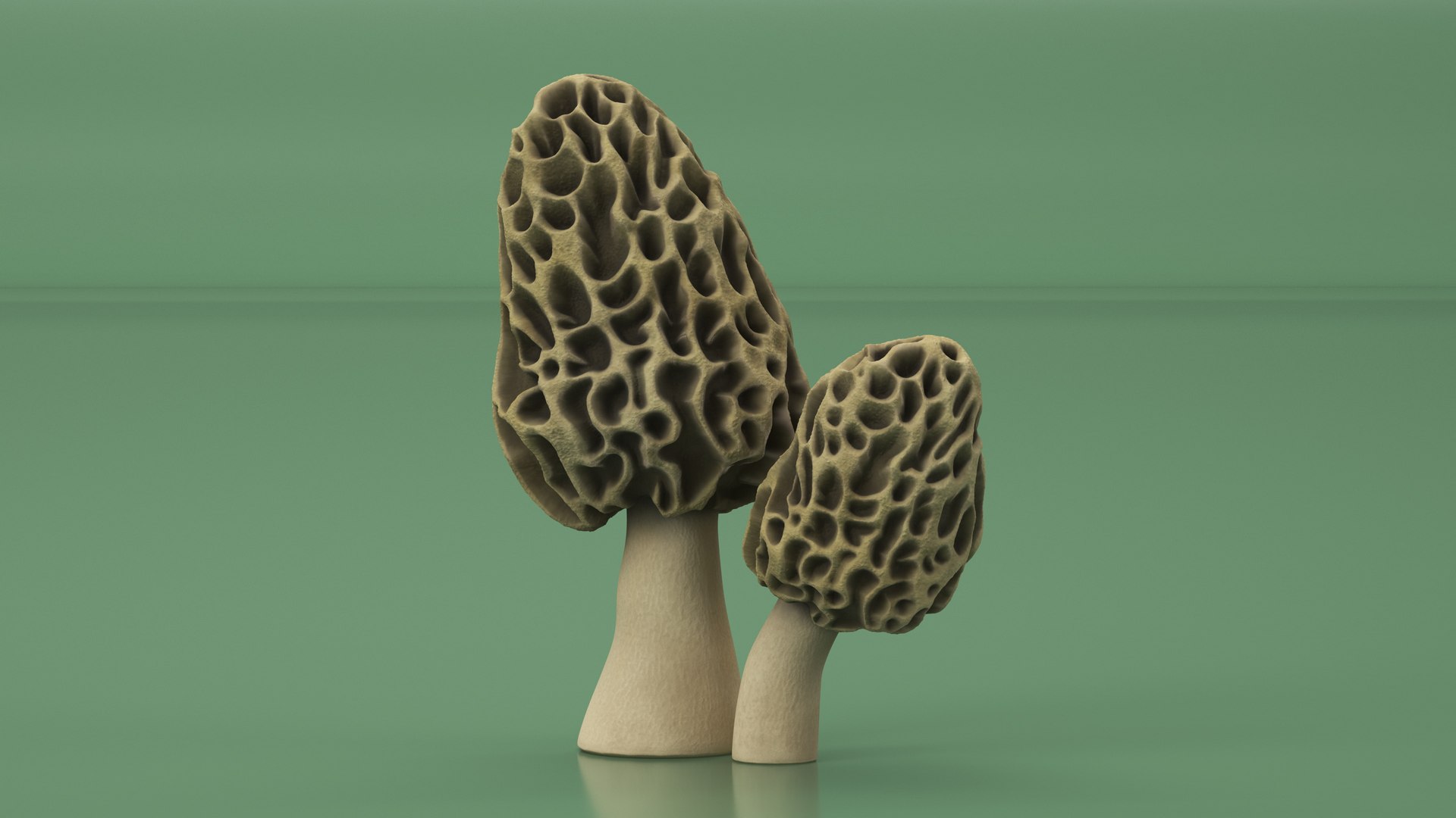 Morel 3D Model - TurboSquid 2216641