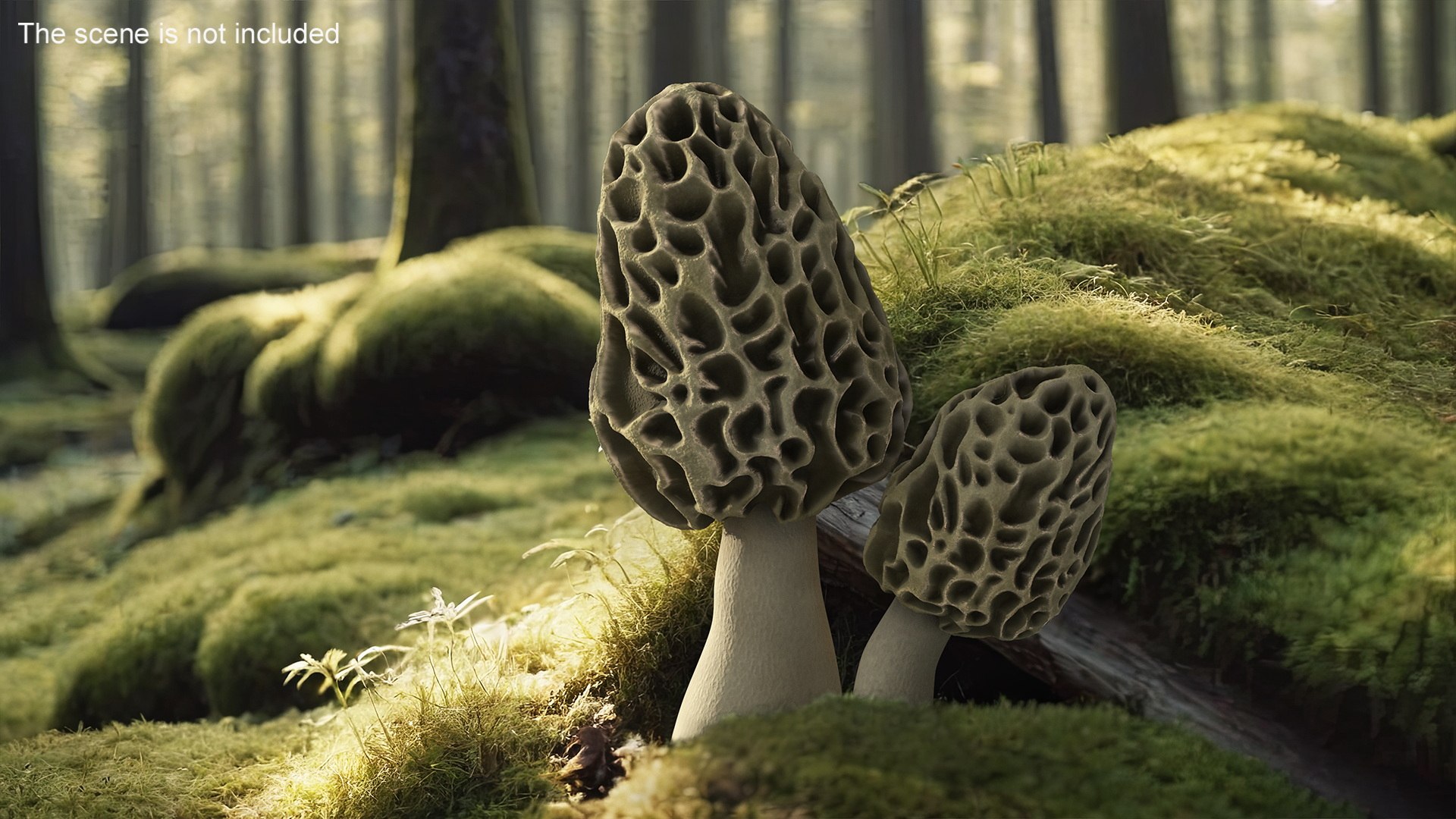 Morel 3D Model - TurboSquid 2216641