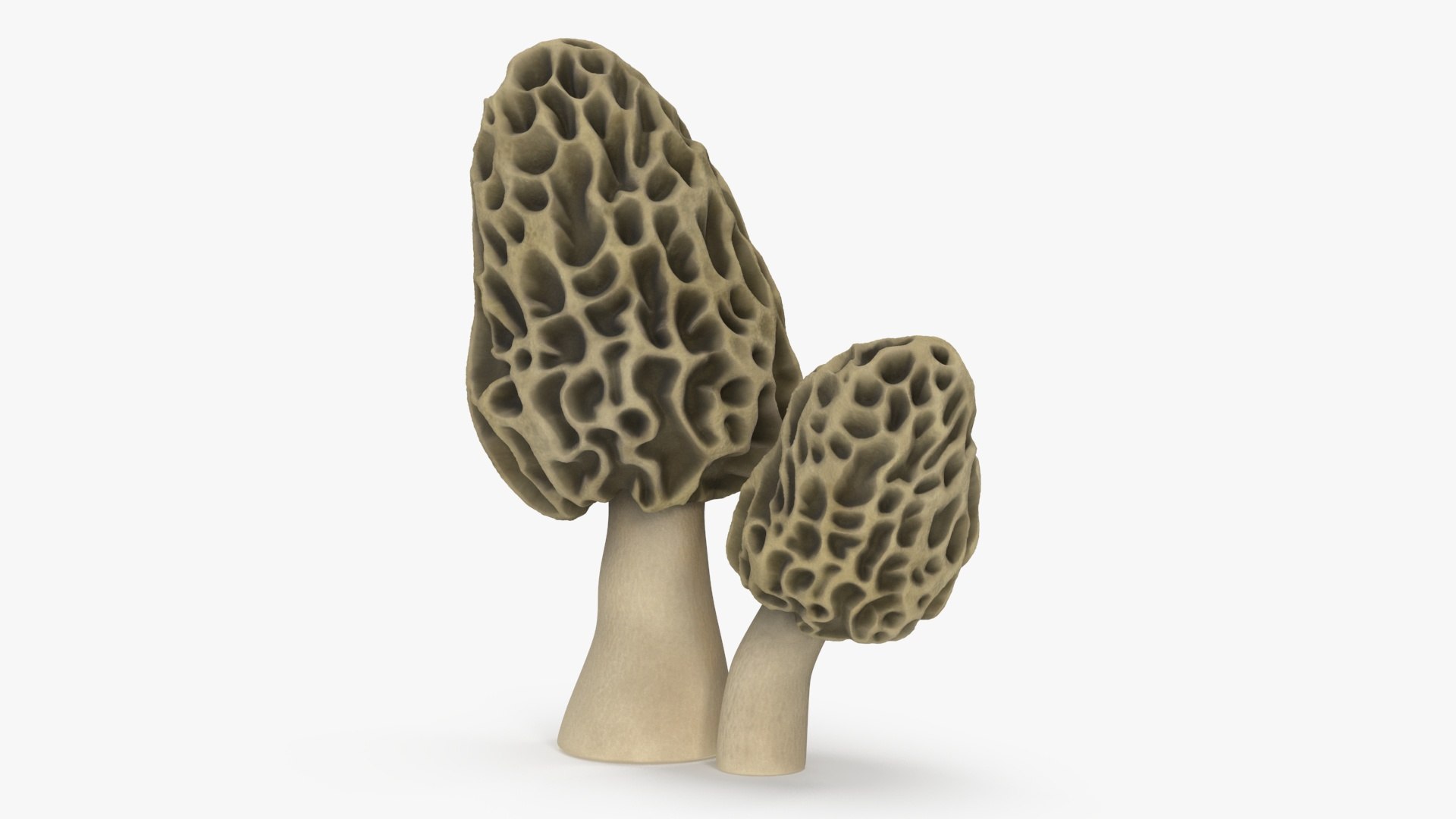 Morel 3D Model - TurboSquid 2216641