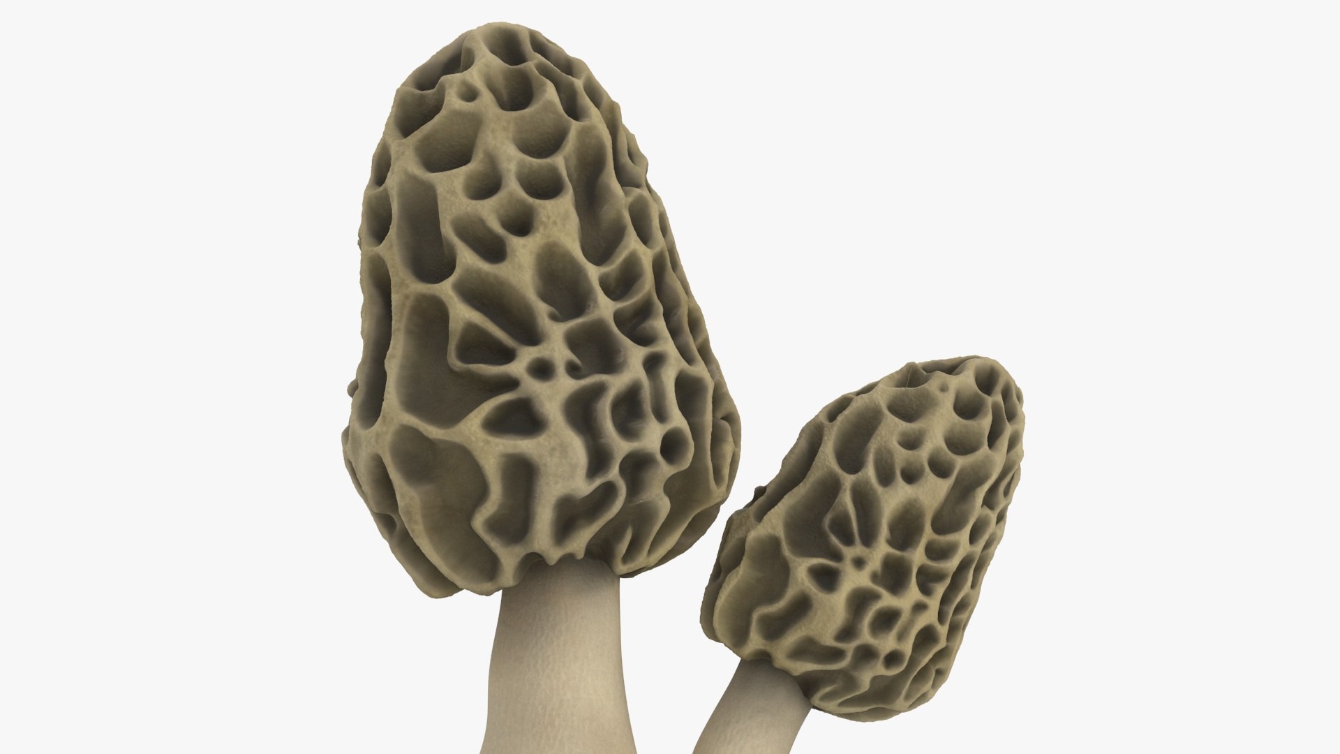 Morel 3D Model - TurboSquid 2216641
