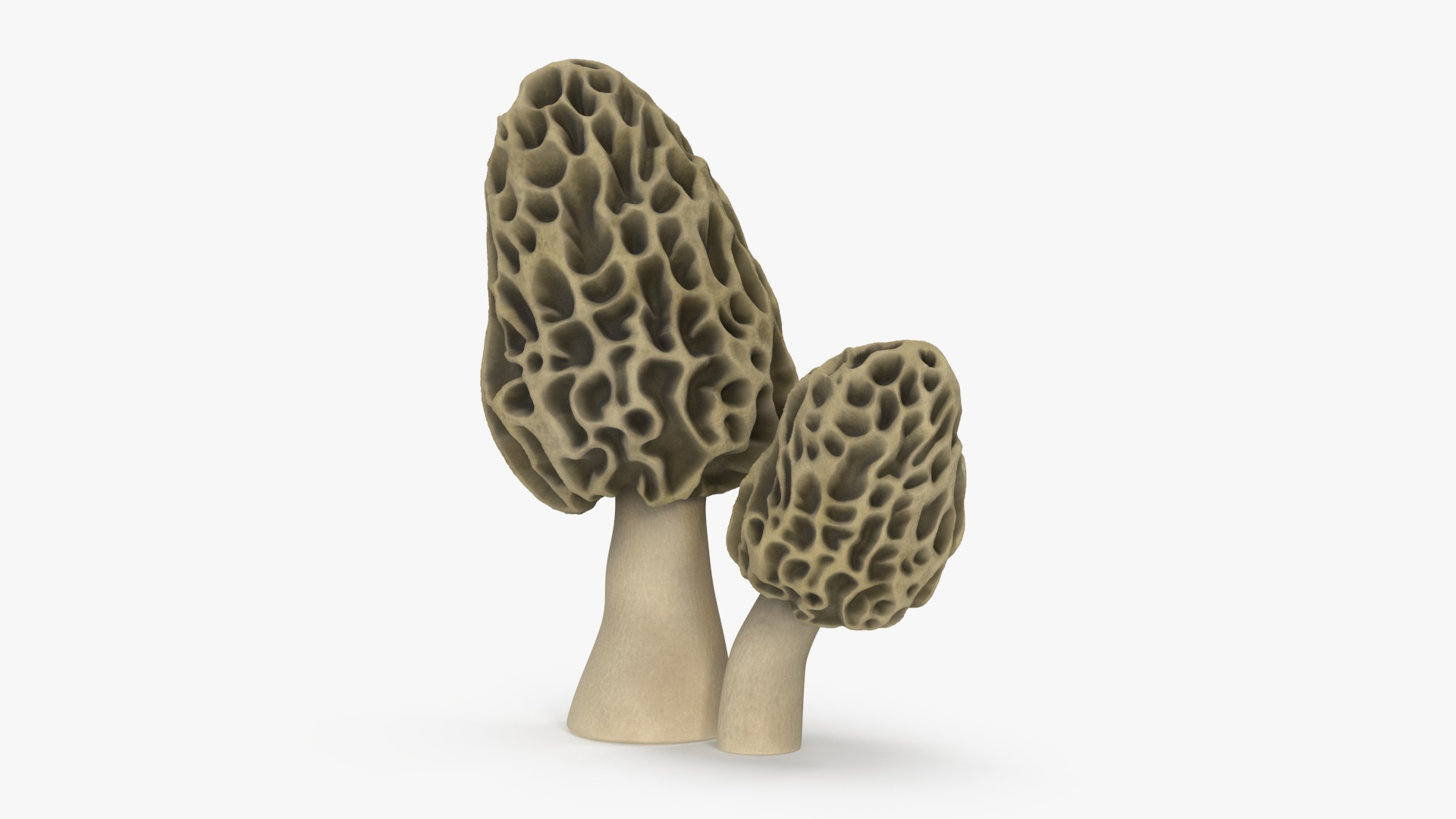 Morel 3D Model - TurboSquid 2216641