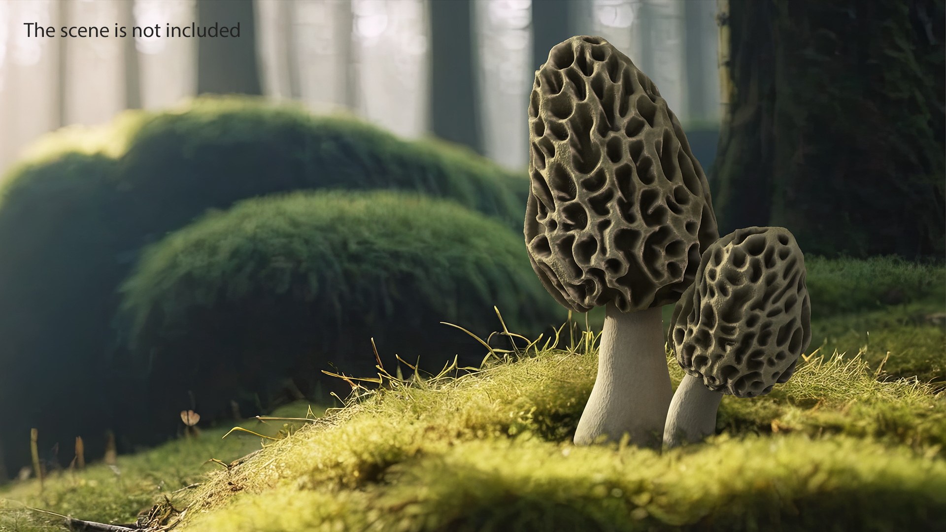 Morel 3D Model - TurboSquid 2216641