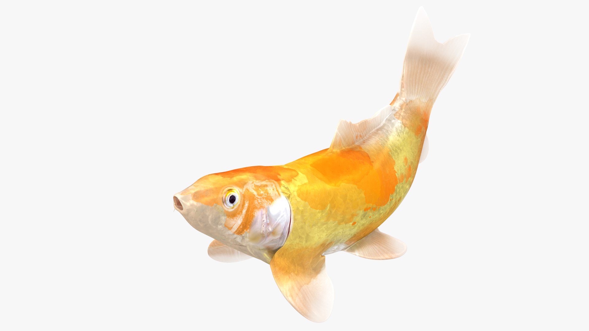 3D Japanese Carp Fish Rigged L1818 Model - TurboSquid 1965994