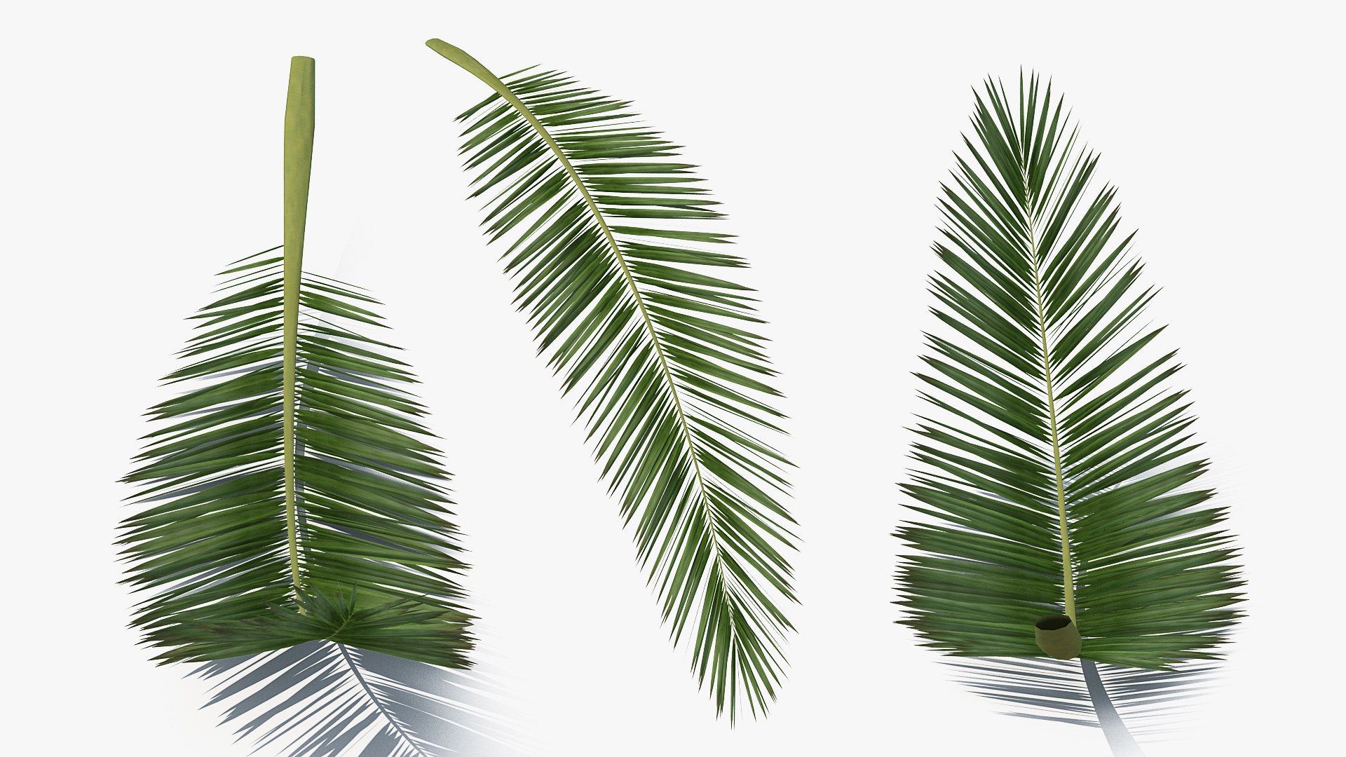 Palm Branch 3D Model - TurboSquid 1485659