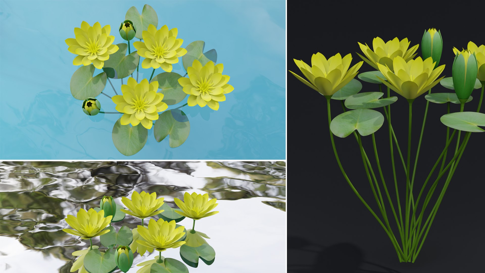 Water Lily Yellow 3D model - TurboSquid 2073372