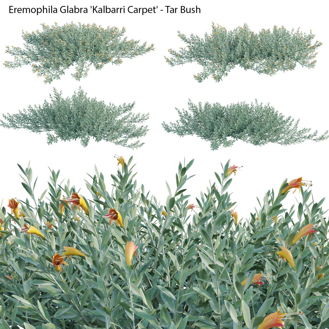 3D Eremophila Glabra Kalbarri Carpet - Tar Bush - TurboSquid 2061233