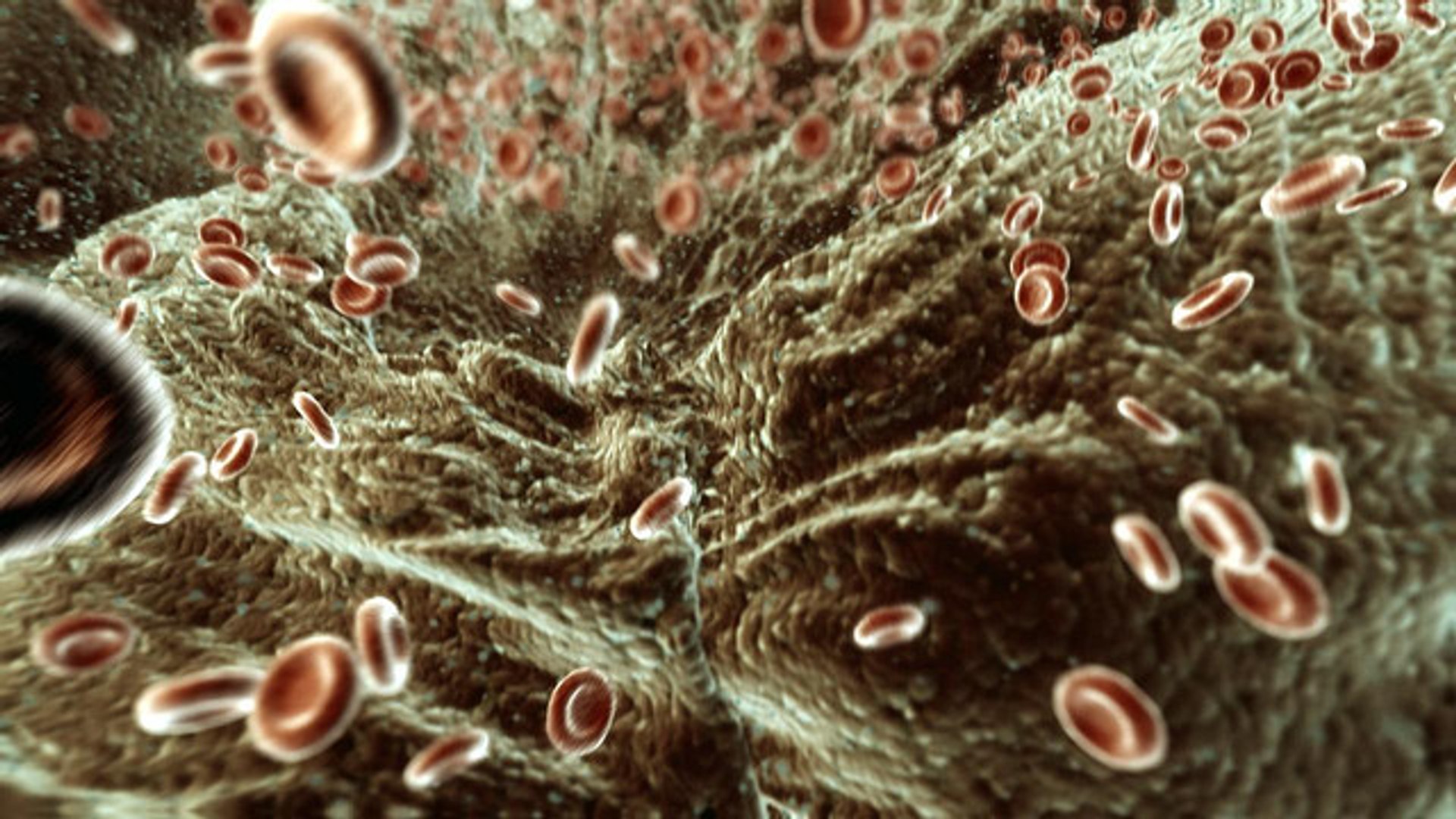 red blood cells animation 3d max