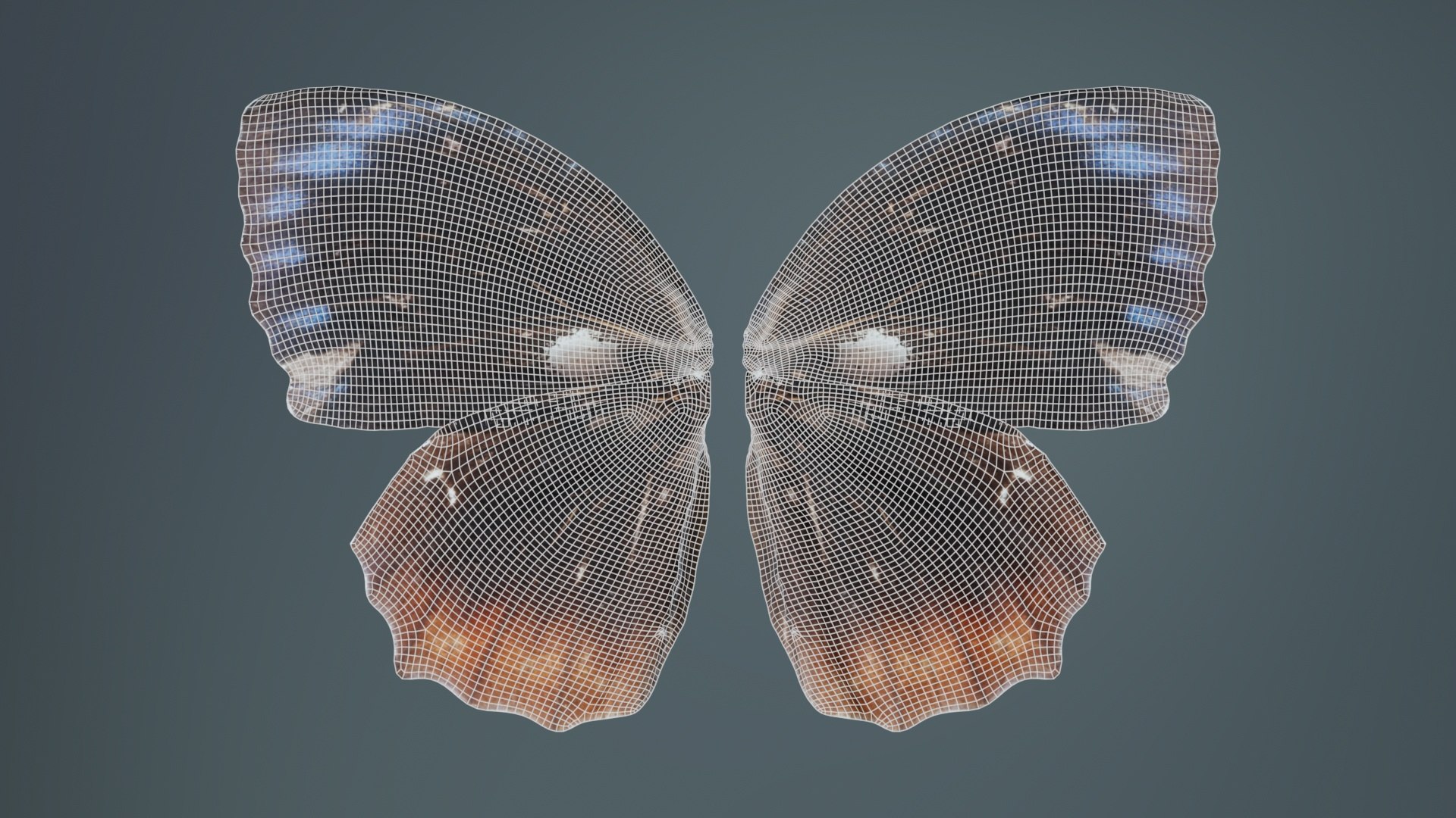 Common Palmfly Remastered 3D - TurboSquid 2359860