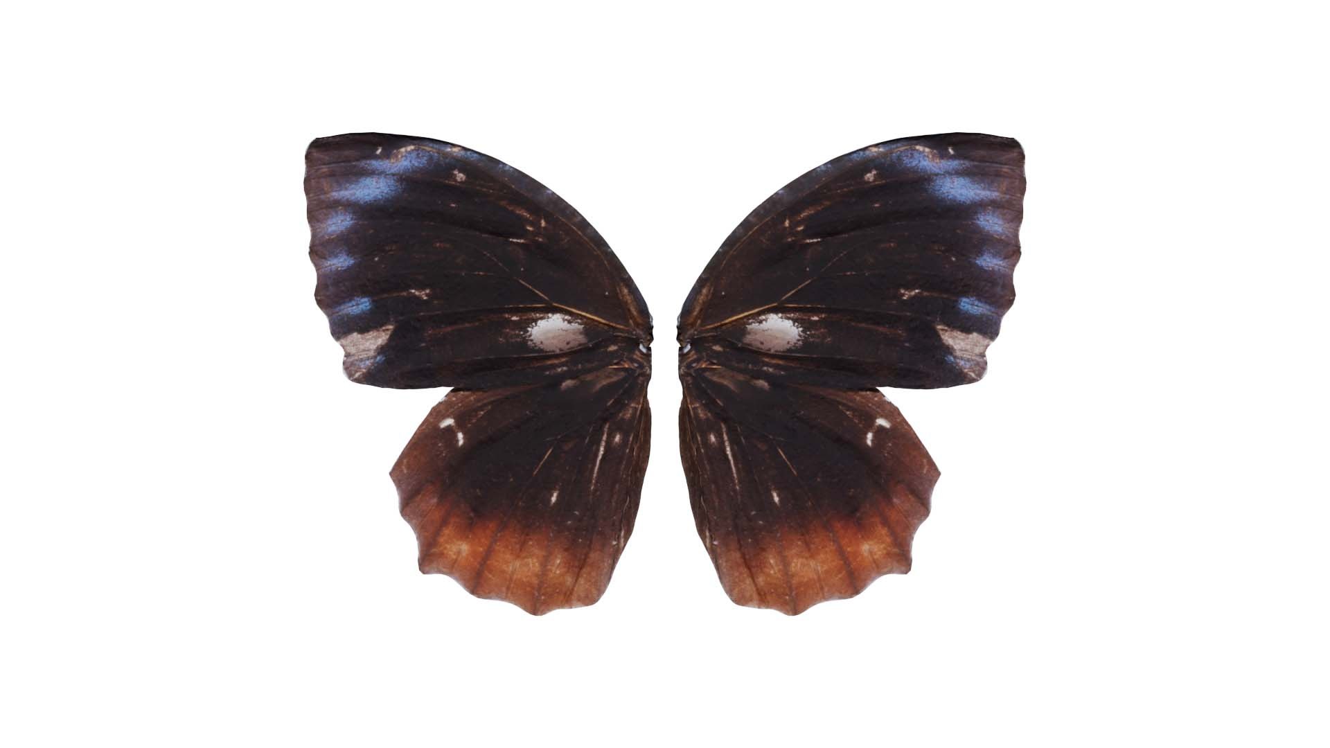 Common Palmfly Remastered 3D - TurboSquid 2359860