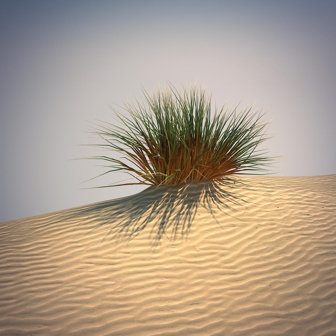 3d Desert Grass Set