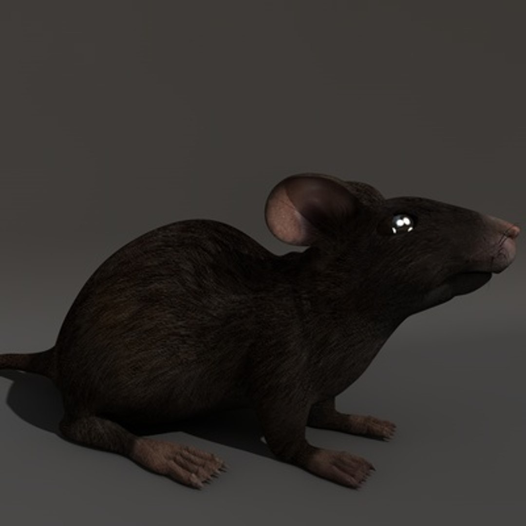 3d Rat Mouse