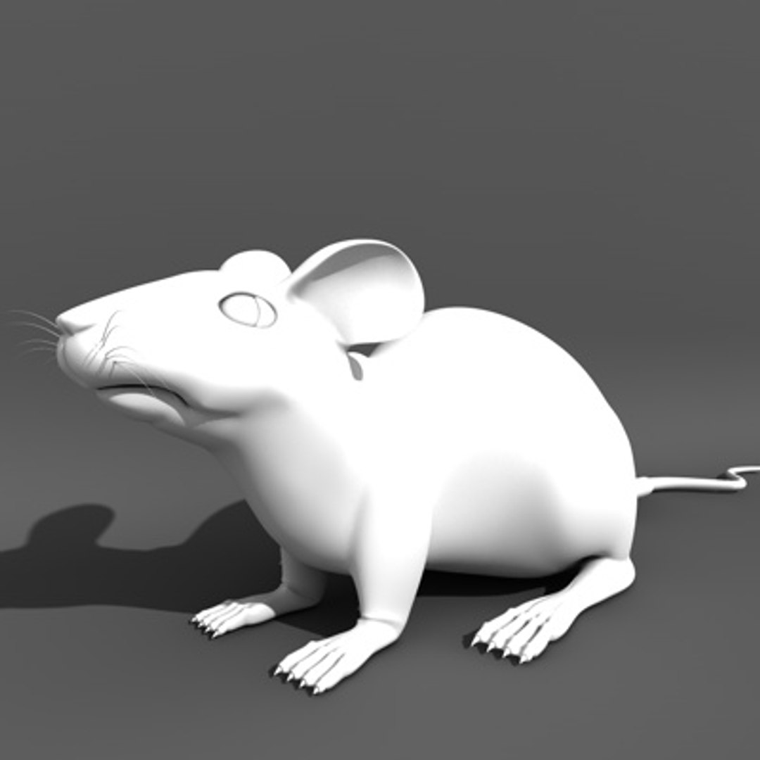 3d Rat Mouse