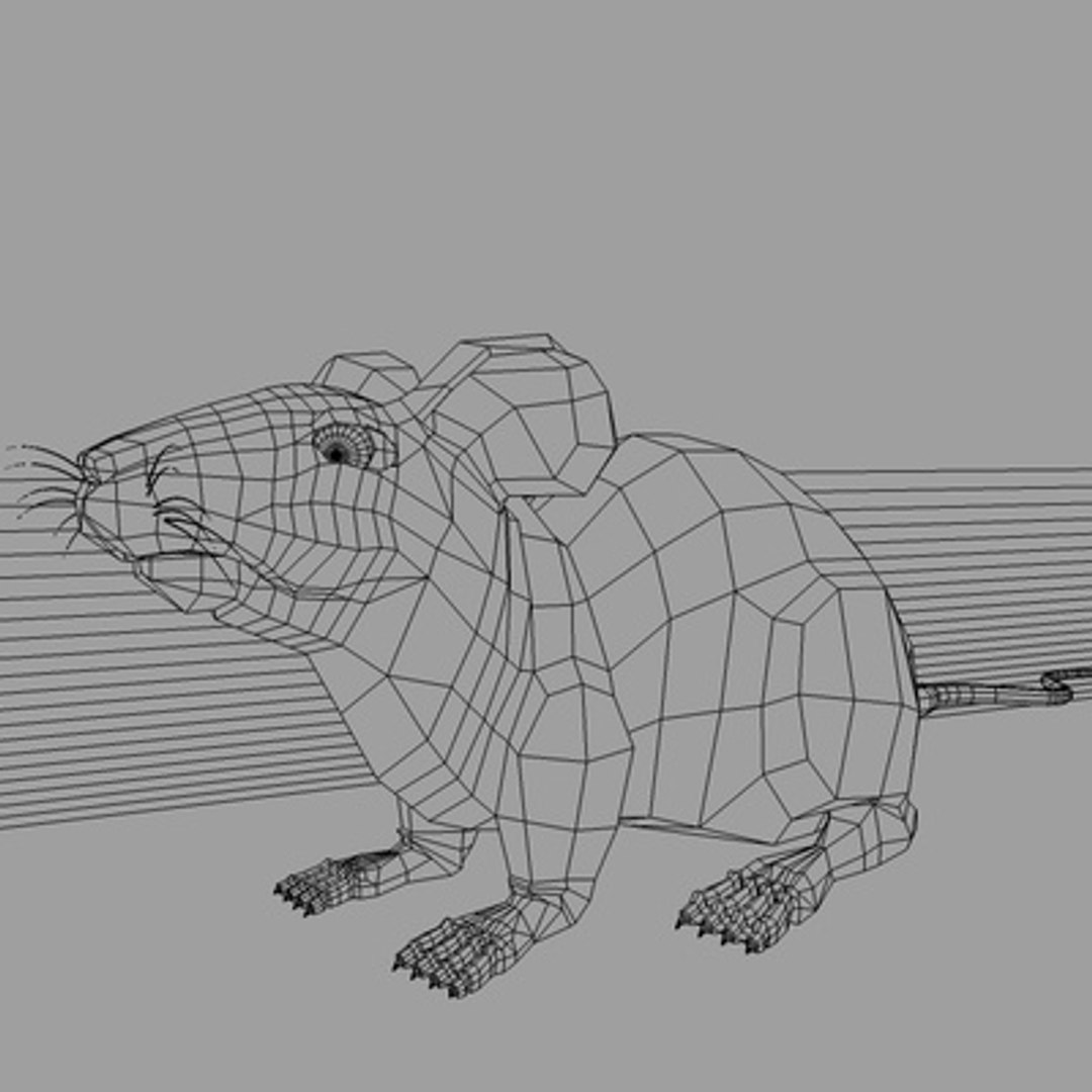 3d Rat Mouse