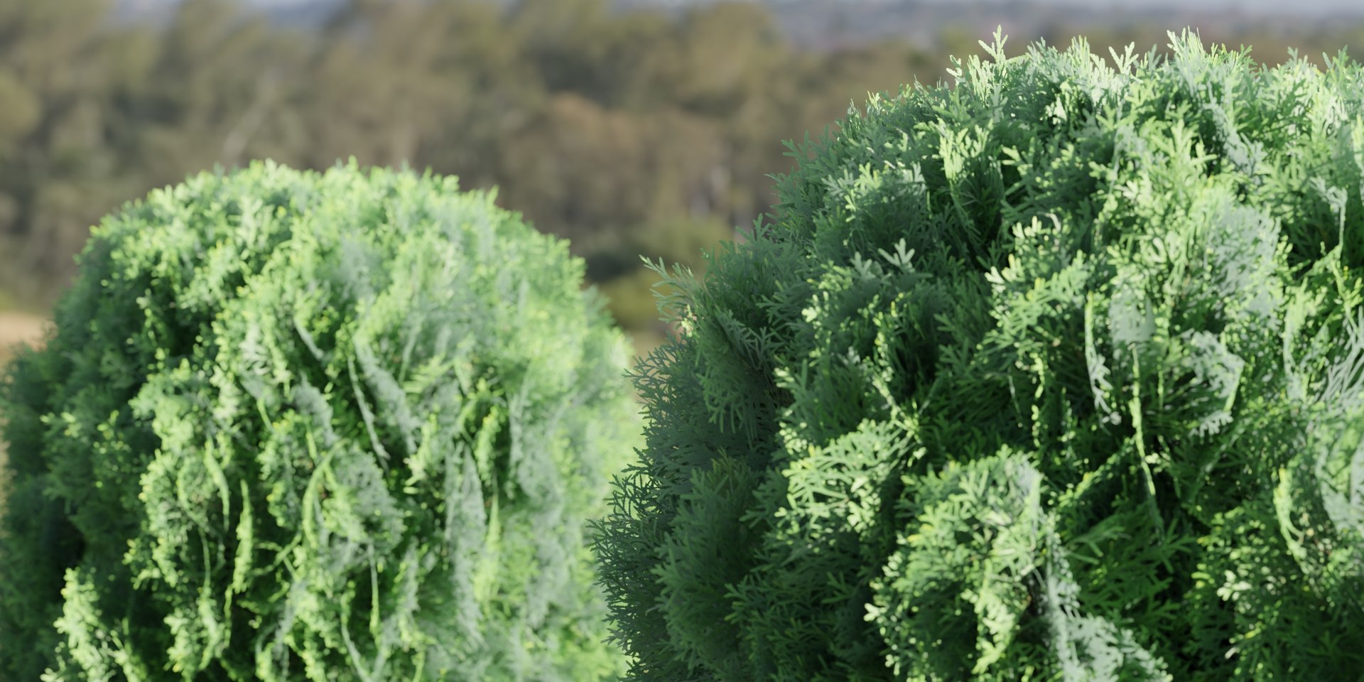 3D Thuja Smaragd Collection Vol 138-Blender - TurboSquid 2146322