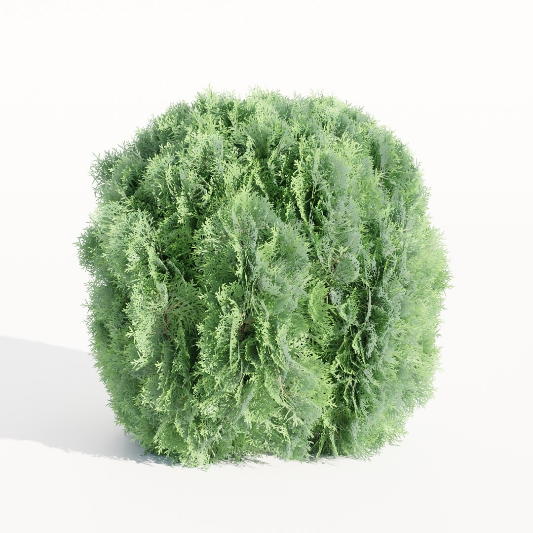 3D Thuja Smaragd Collection vol 138-Blender - TurboSquid 2146322