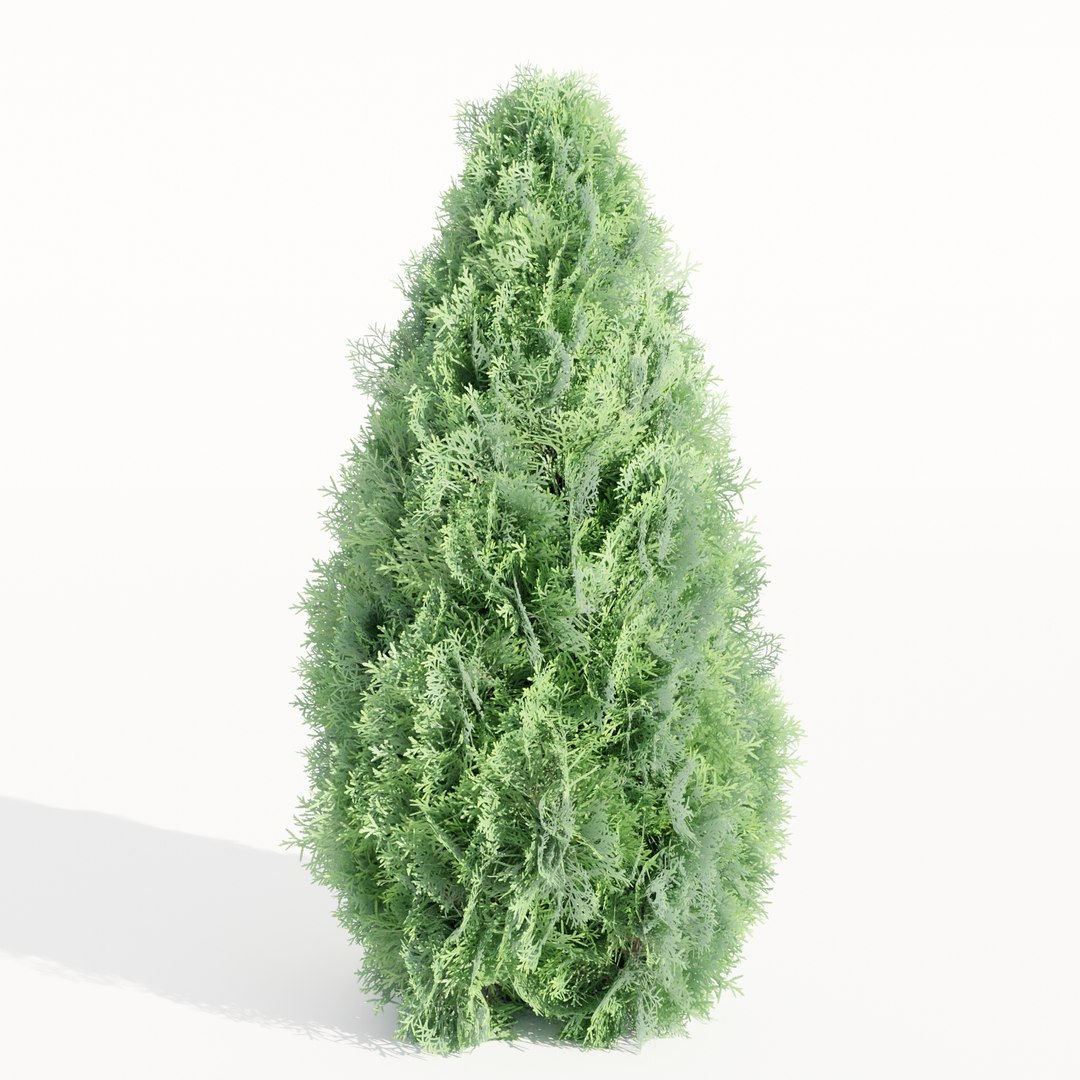 3D Thuja Smaragd Collection Vol 138-Blender - TurboSquid 2146322
