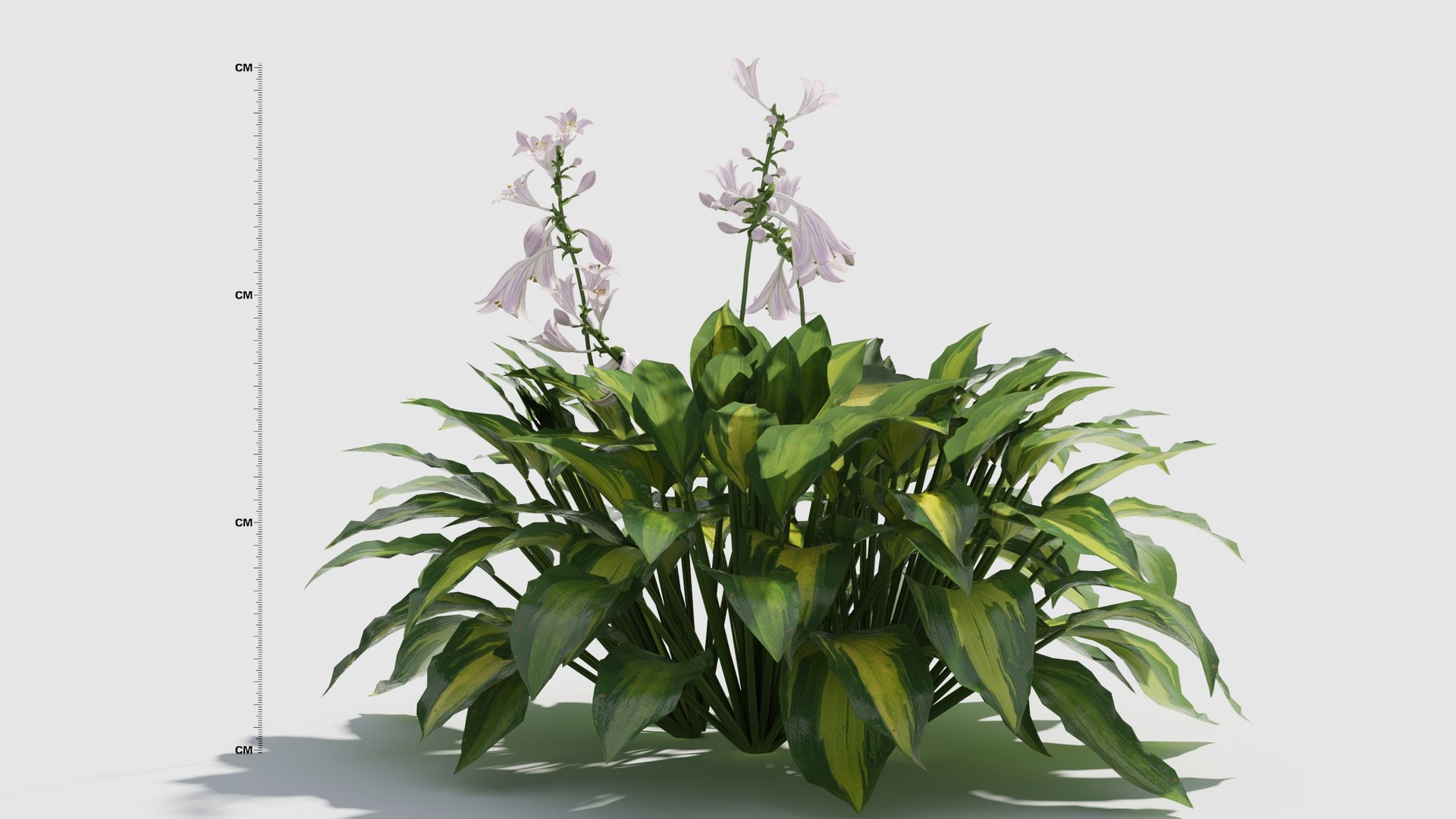 Hosta 3D Model - TurboSquid 1962840