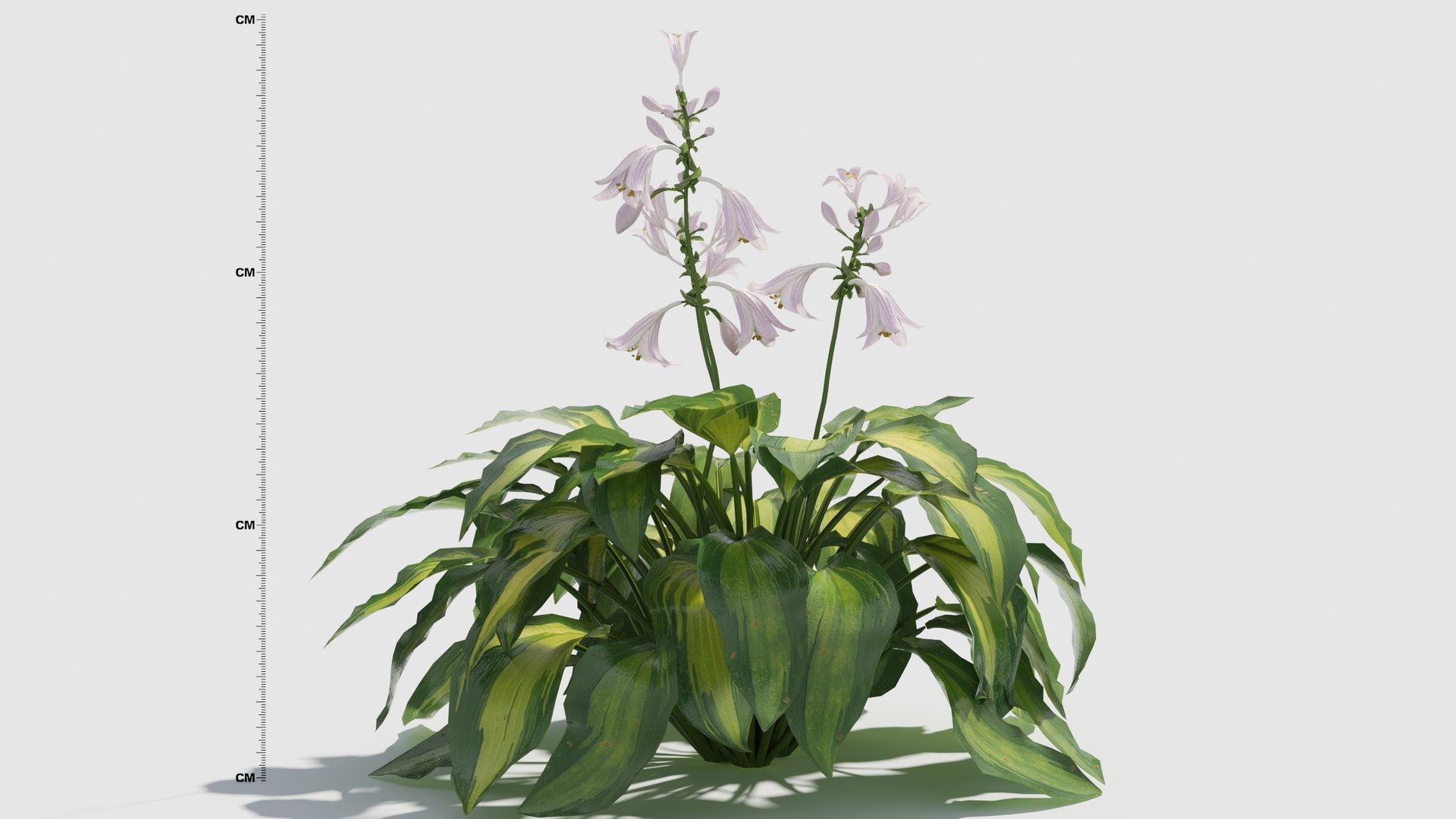 Hosta 3D Model - TurboSquid 1962840