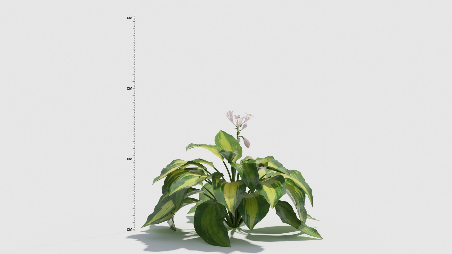 Hosta 3D Model - TurboSquid 1962840