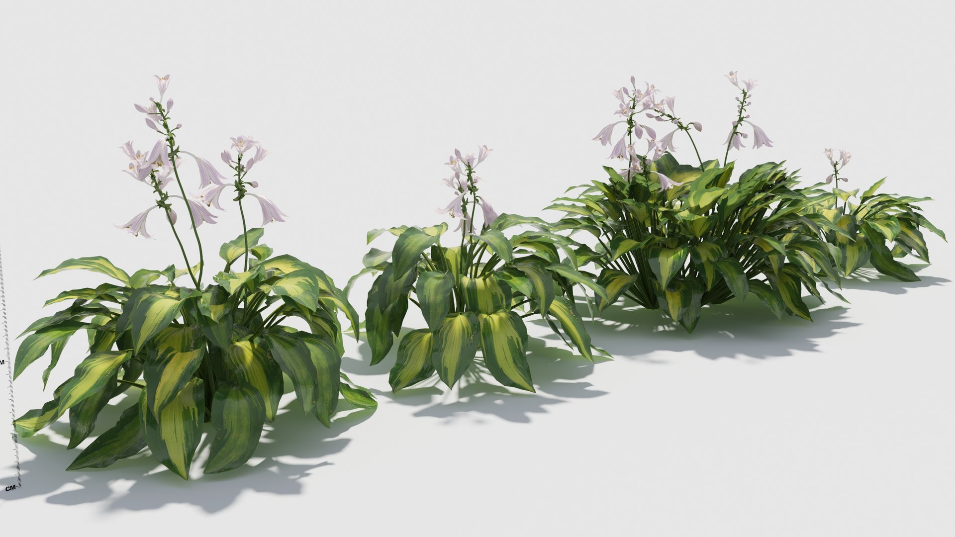 Hosta 3D Model - TurboSquid 1962840
