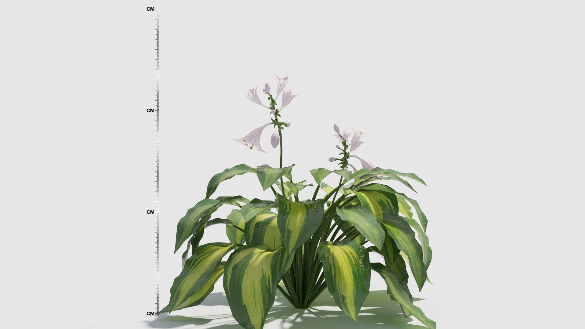 Hosta 3D Model - TurboSquid 1962840