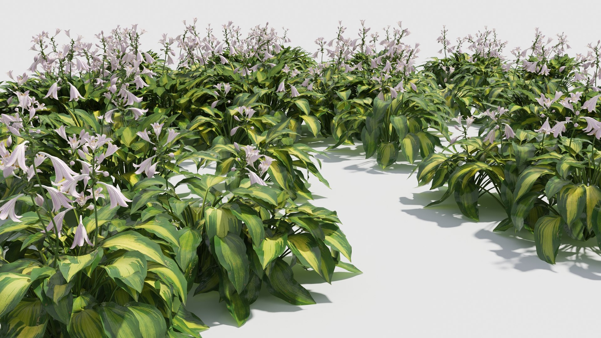 Hosta 3D Model - TurboSquid 1962840