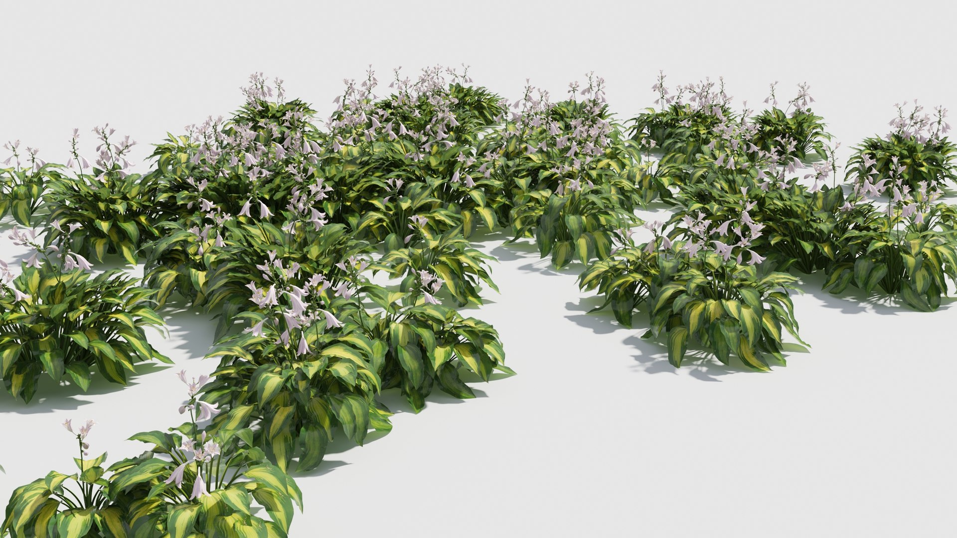 Hosta 3D Model - TurboSquid 1962840