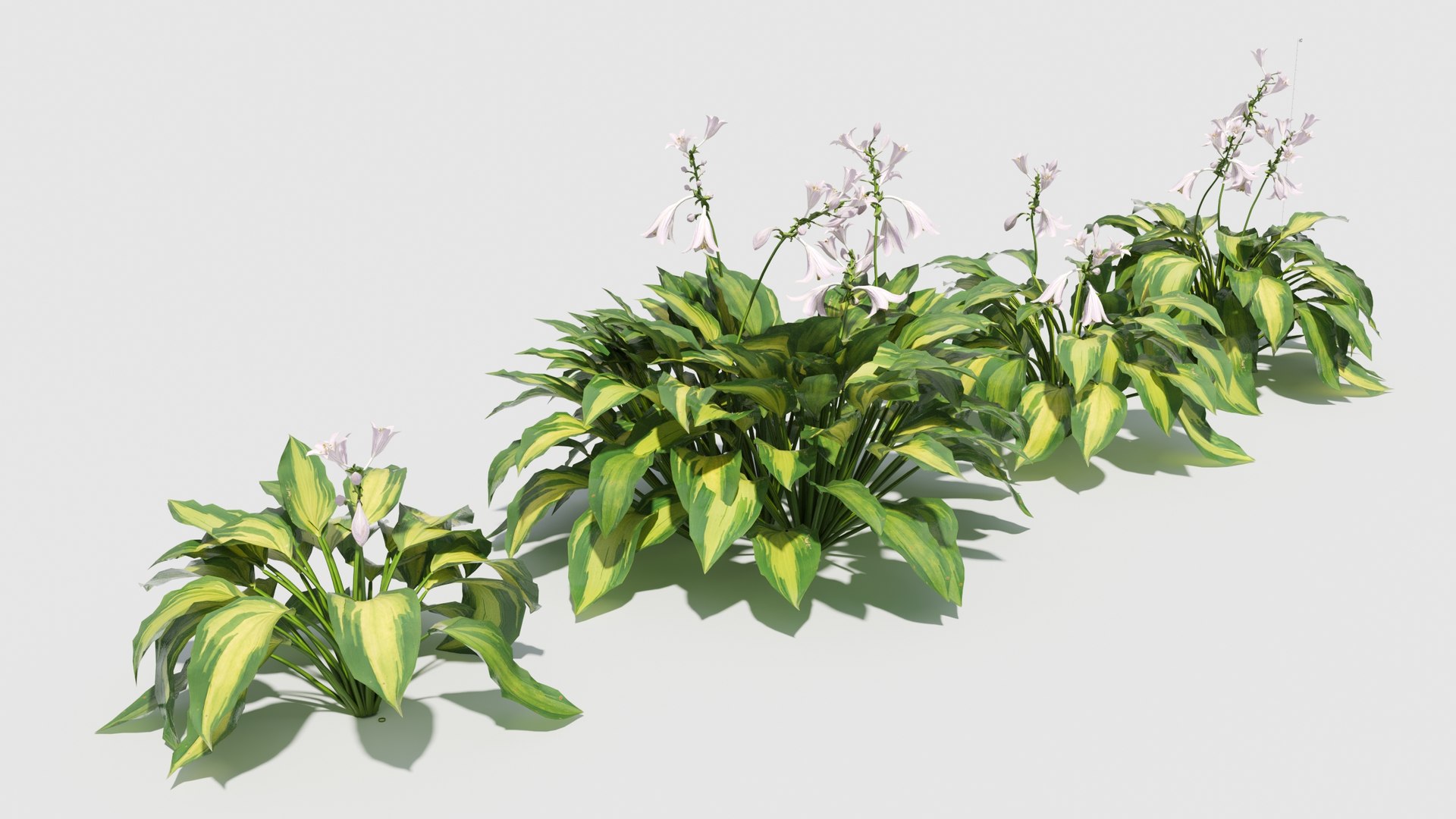 Hosta 3D Model - TurboSquid 1962840