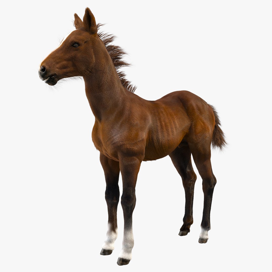 Horse foal model - TurboSquid 1688968