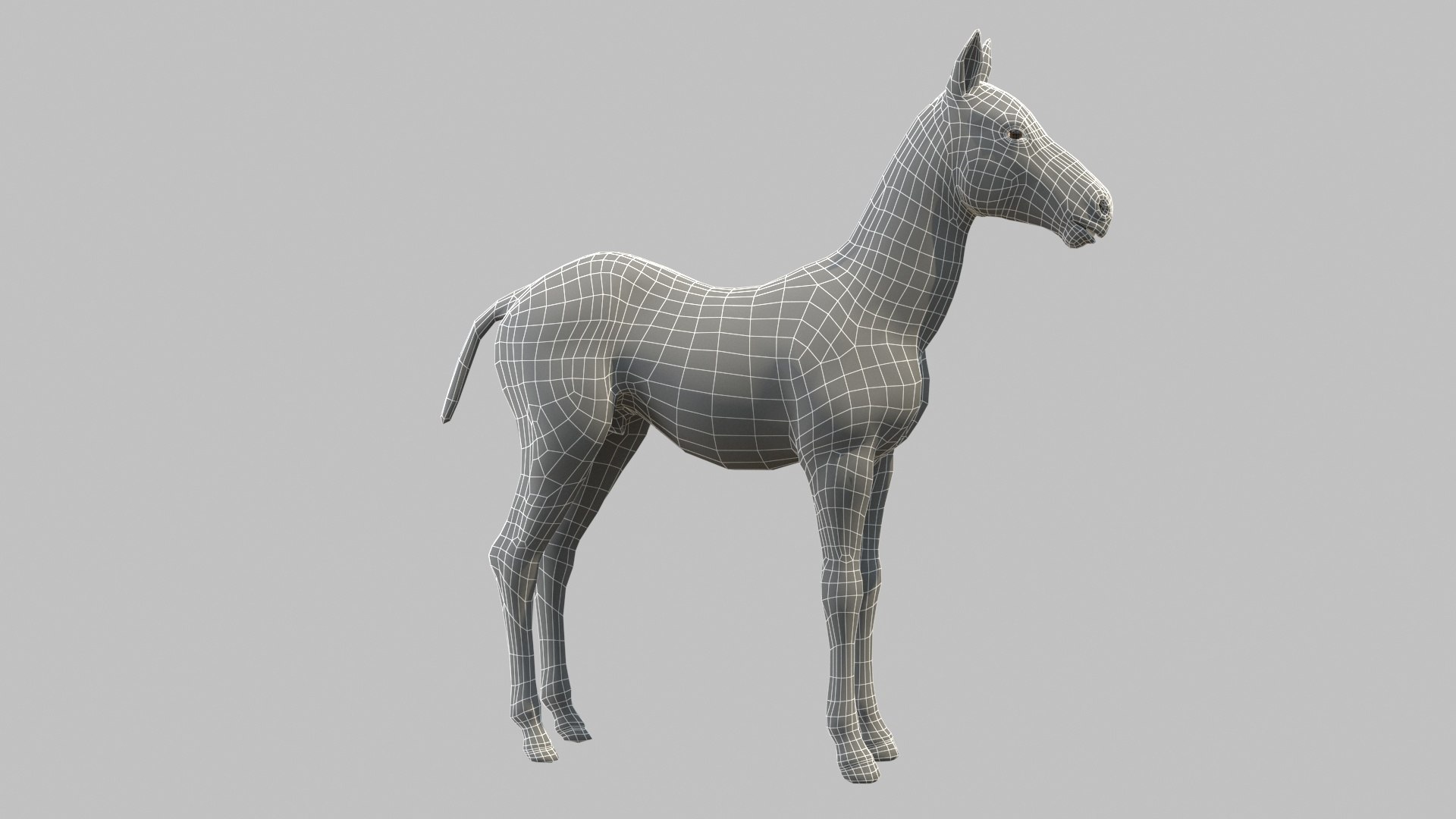 Horse Foal Model - TurboSquid 1688968