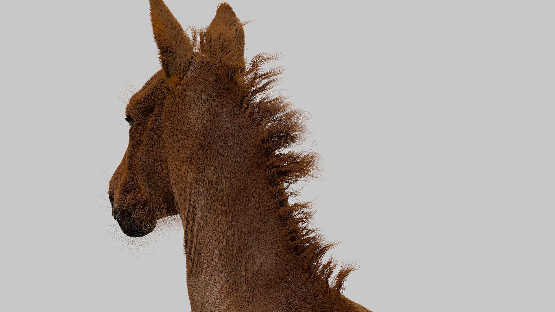 Horse Foal Model - TurboSquid 1688968
