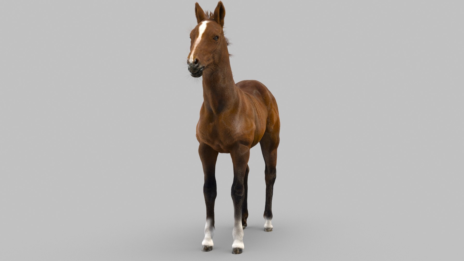 Horse foal model - TurboSquid 1688968