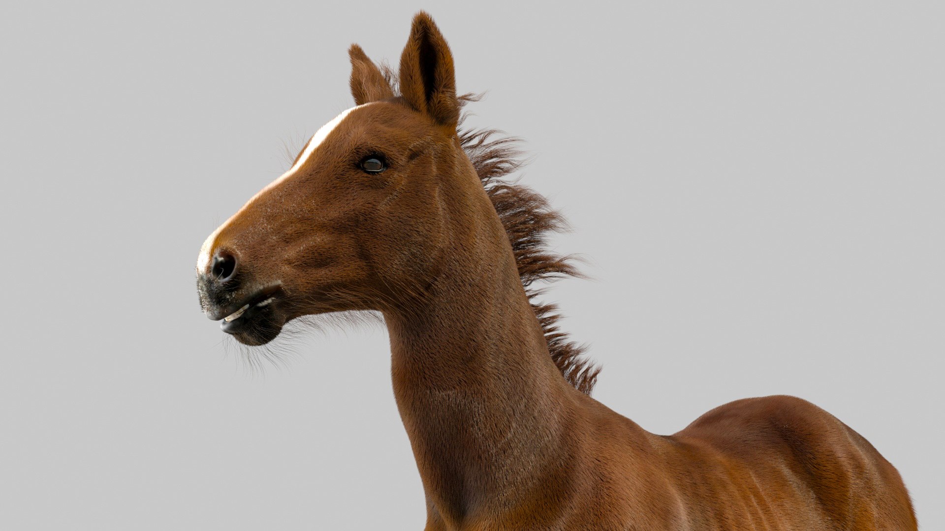 Horse Foal Model - TurboSquid 1688968