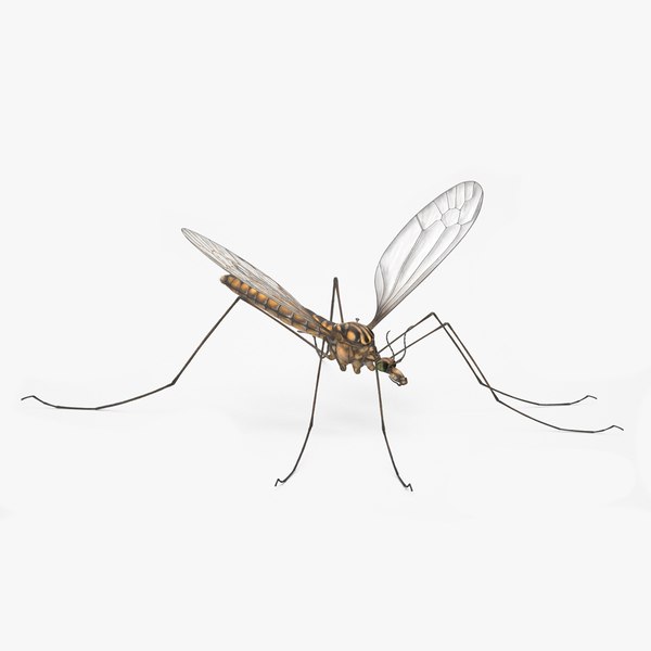 Mosquito 3D Models for Download | TurboSquid