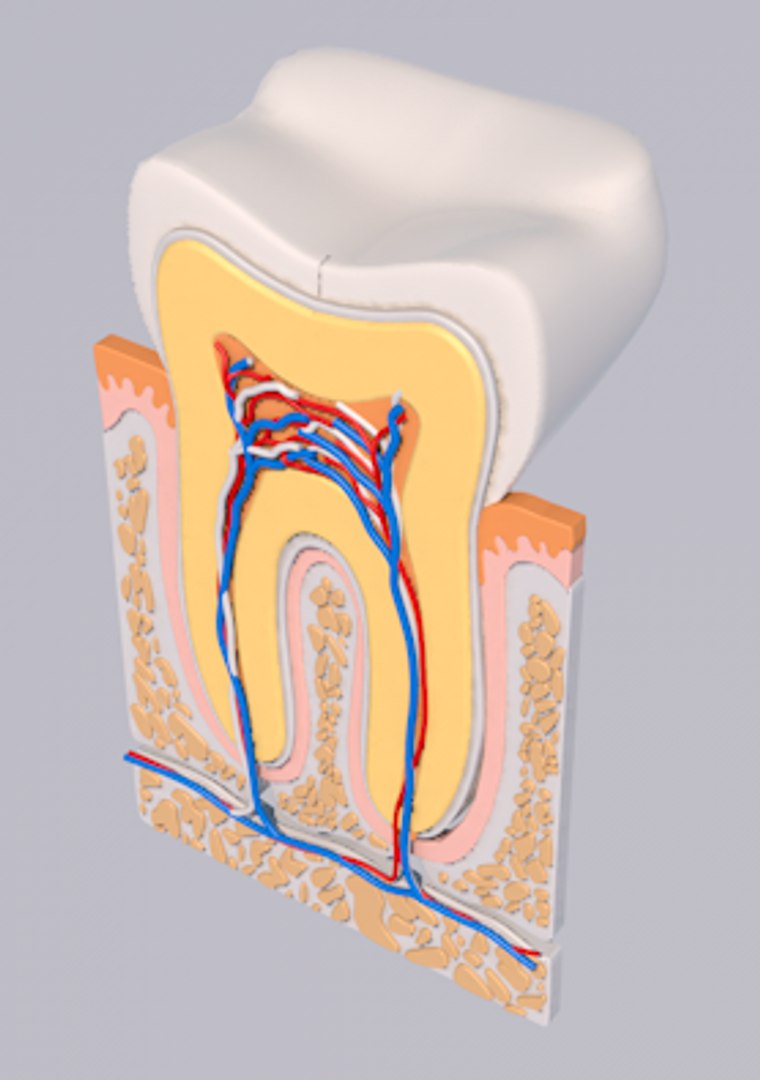 Tooth Cross Section 3D Model - TurboSquid 1196558