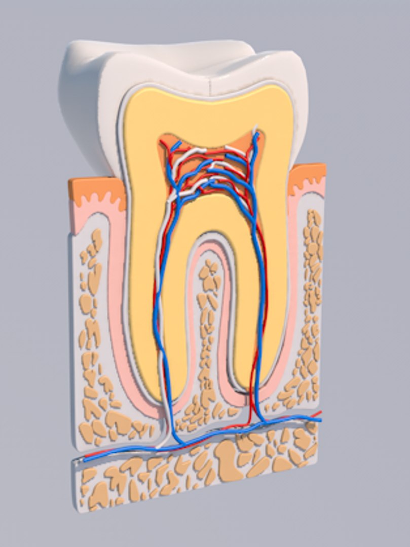 Tooth Cross Section 3D Model - TurboSquid 1196558