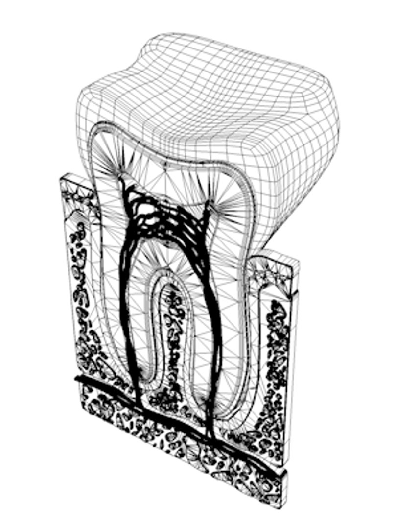 Tooth Cross Section 3D Model - TurboSquid 1196558