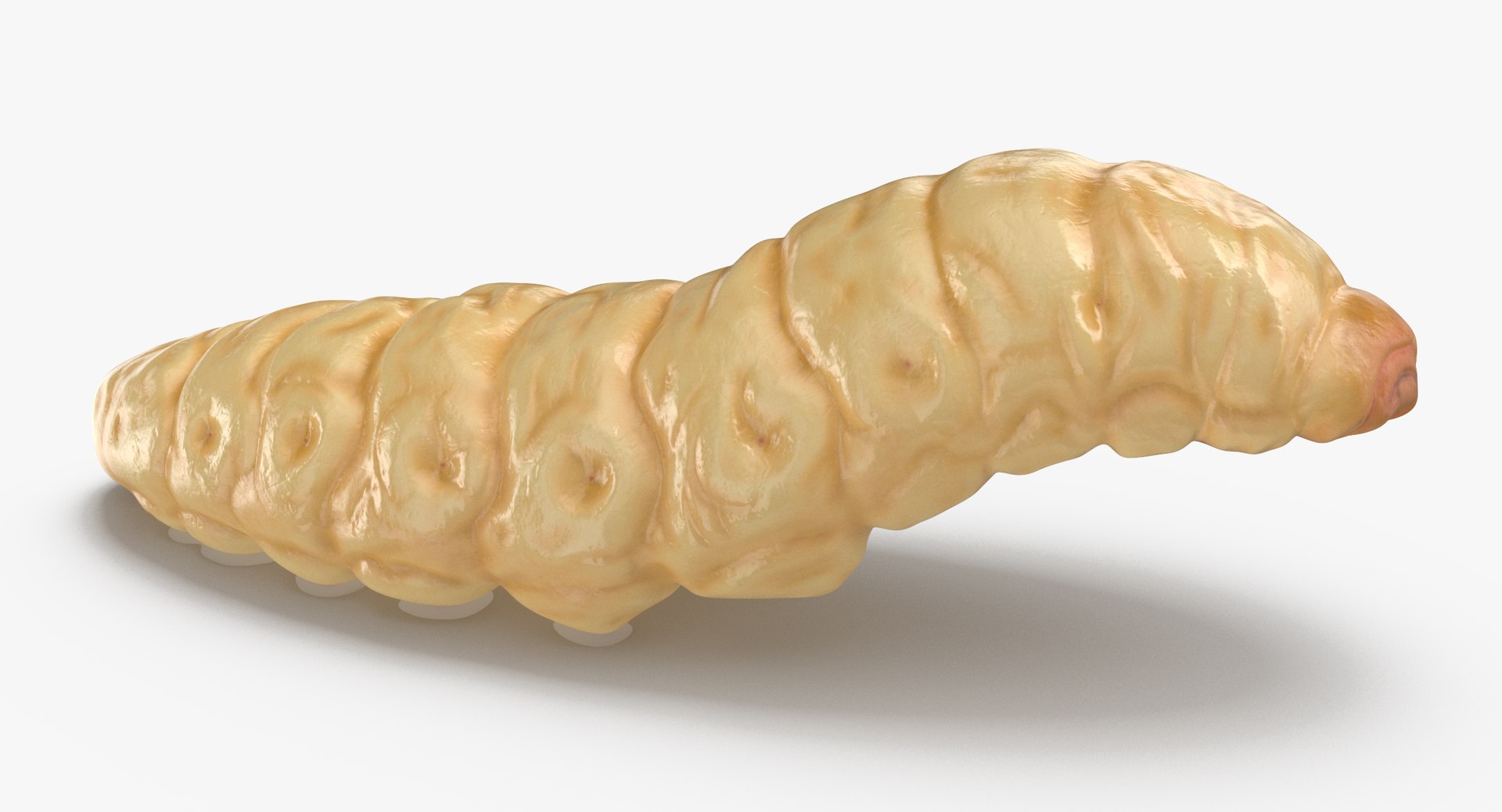 Maggots rolled crawling model - TurboSquid 1398886