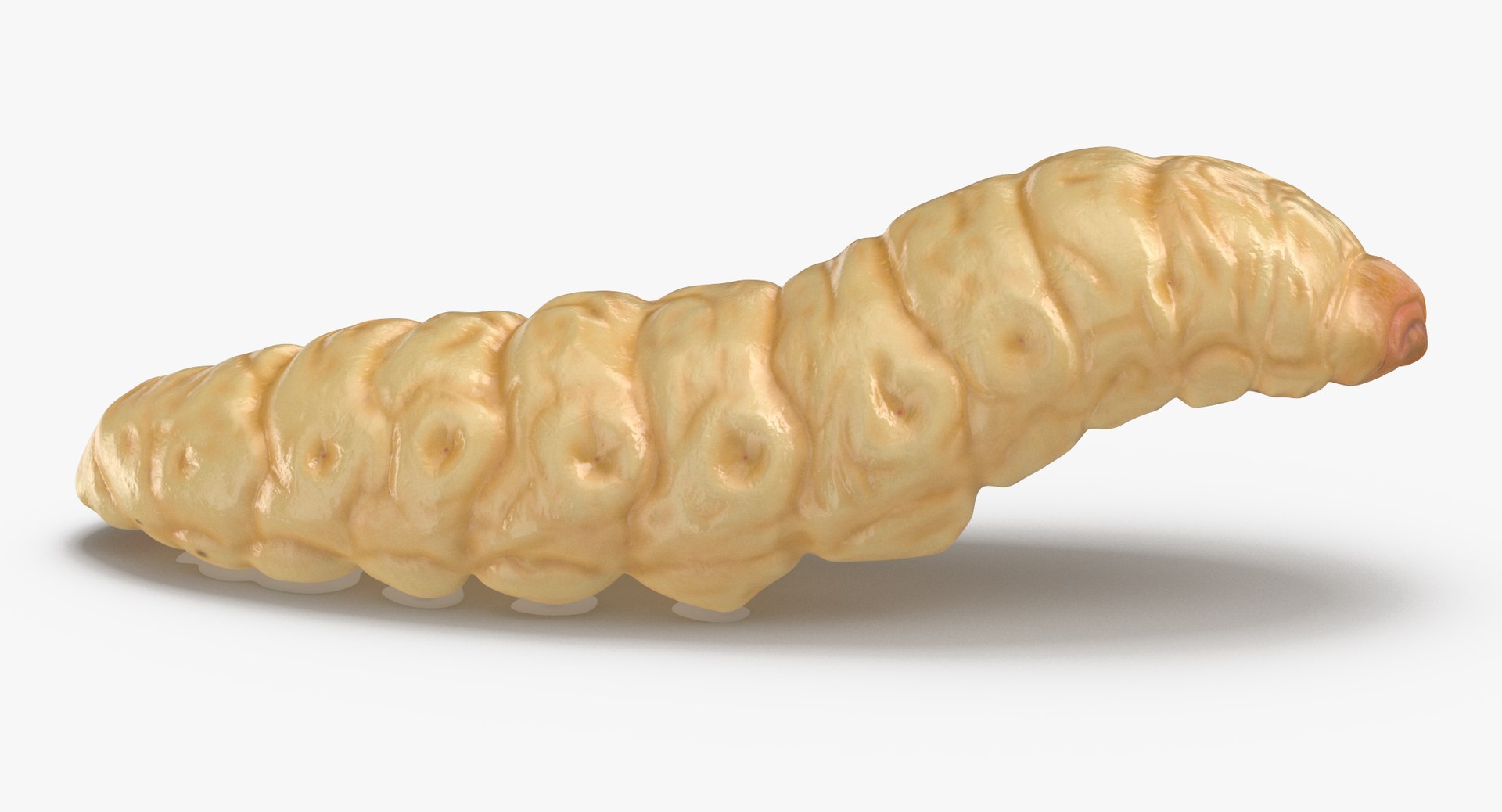 Maggots rolled crawling model - TurboSquid 1398886