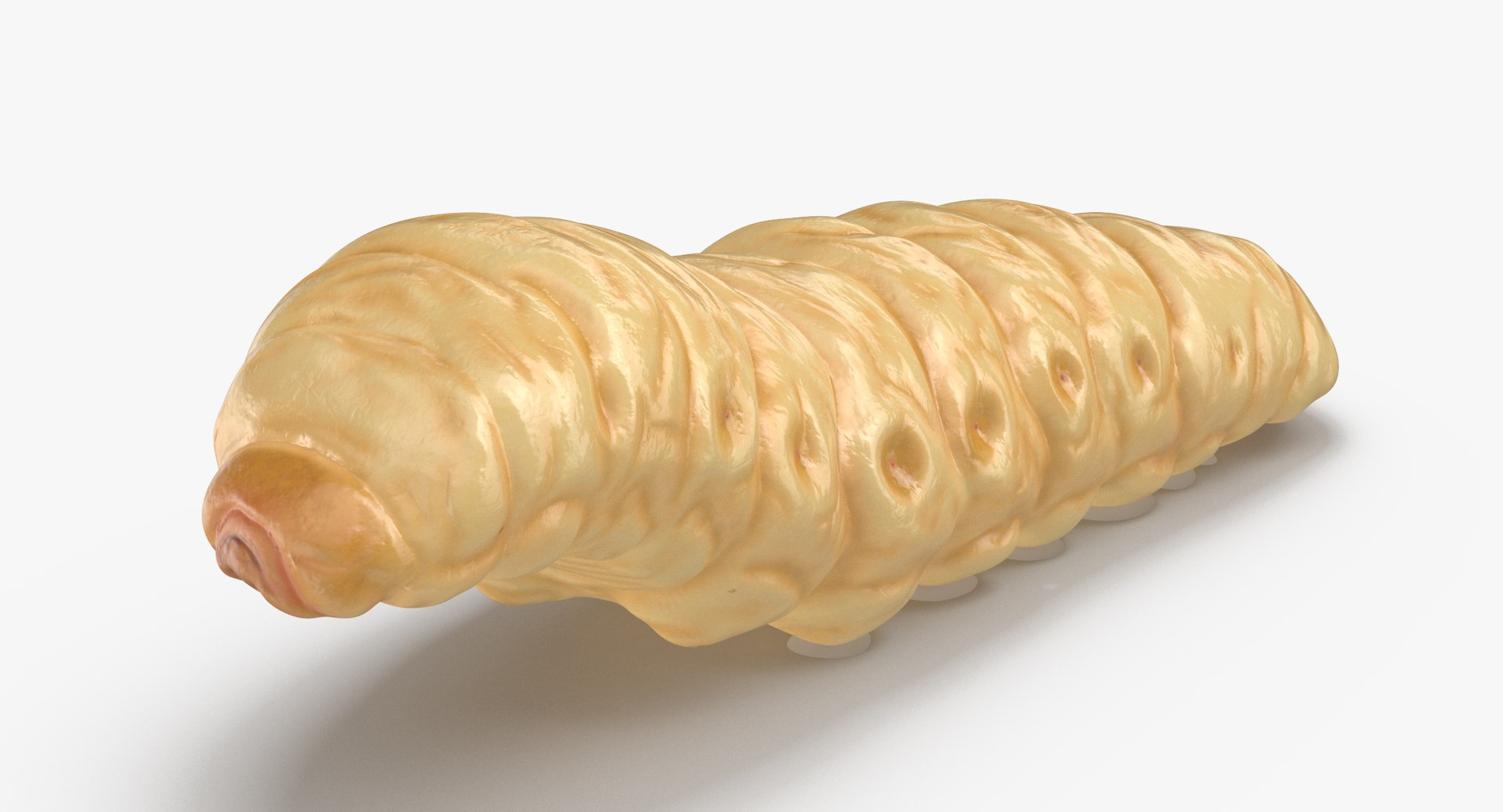 Maggots rolled crawling model - TurboSquid 1398886