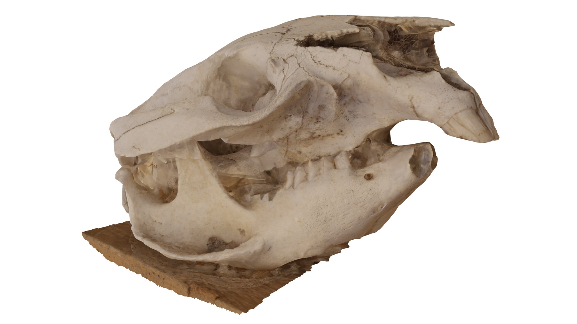 modelo 3d Cráneo de Wombat - TurboSquid 1744578