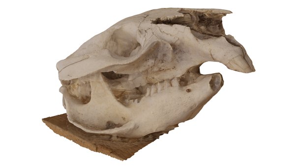 Wombat Skull model - TurboSquid 1744578