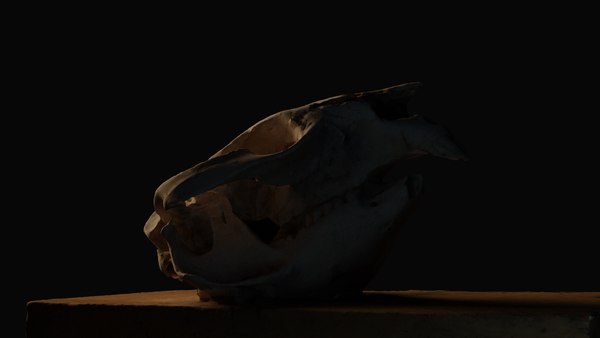 Wombat Skull model - TurboSquid 1744578