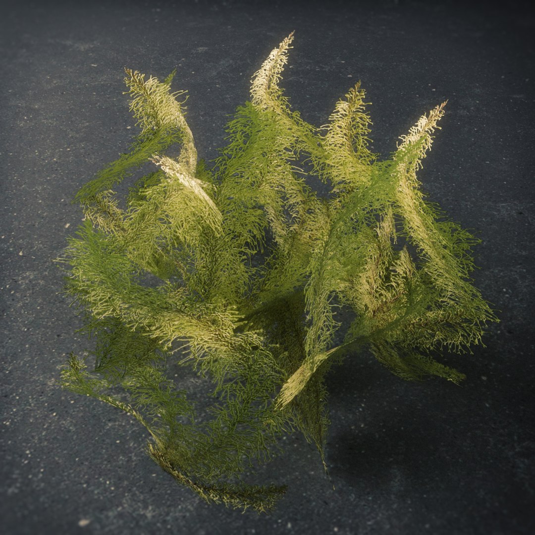 3D Model Moss 7 - TurboSquid 1535004