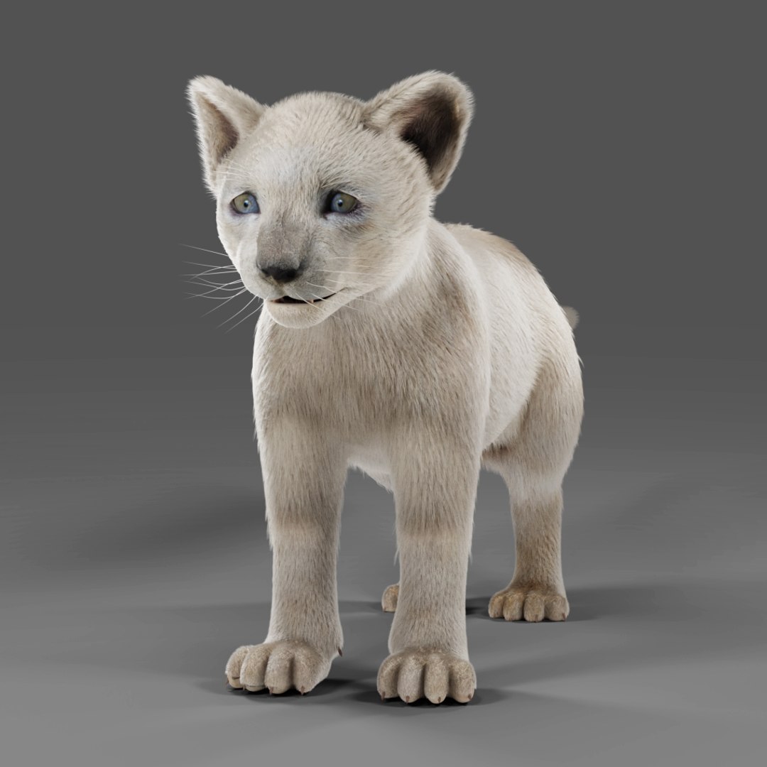 3D Model Fur White Lion Cub No Rigged - TurboSquid 2033443