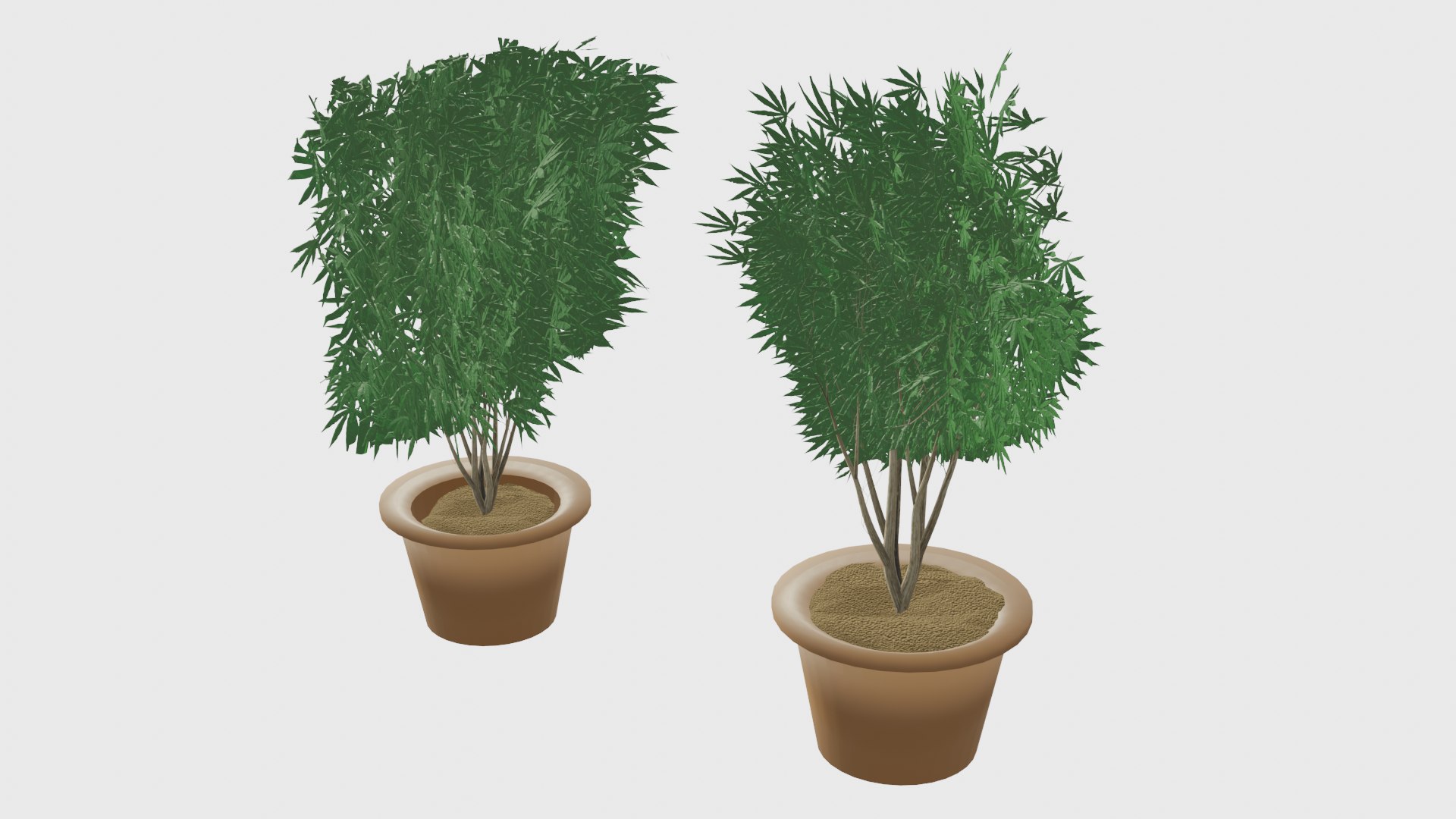 3D model marijuana ornamental plant - TurboSquid 1805885