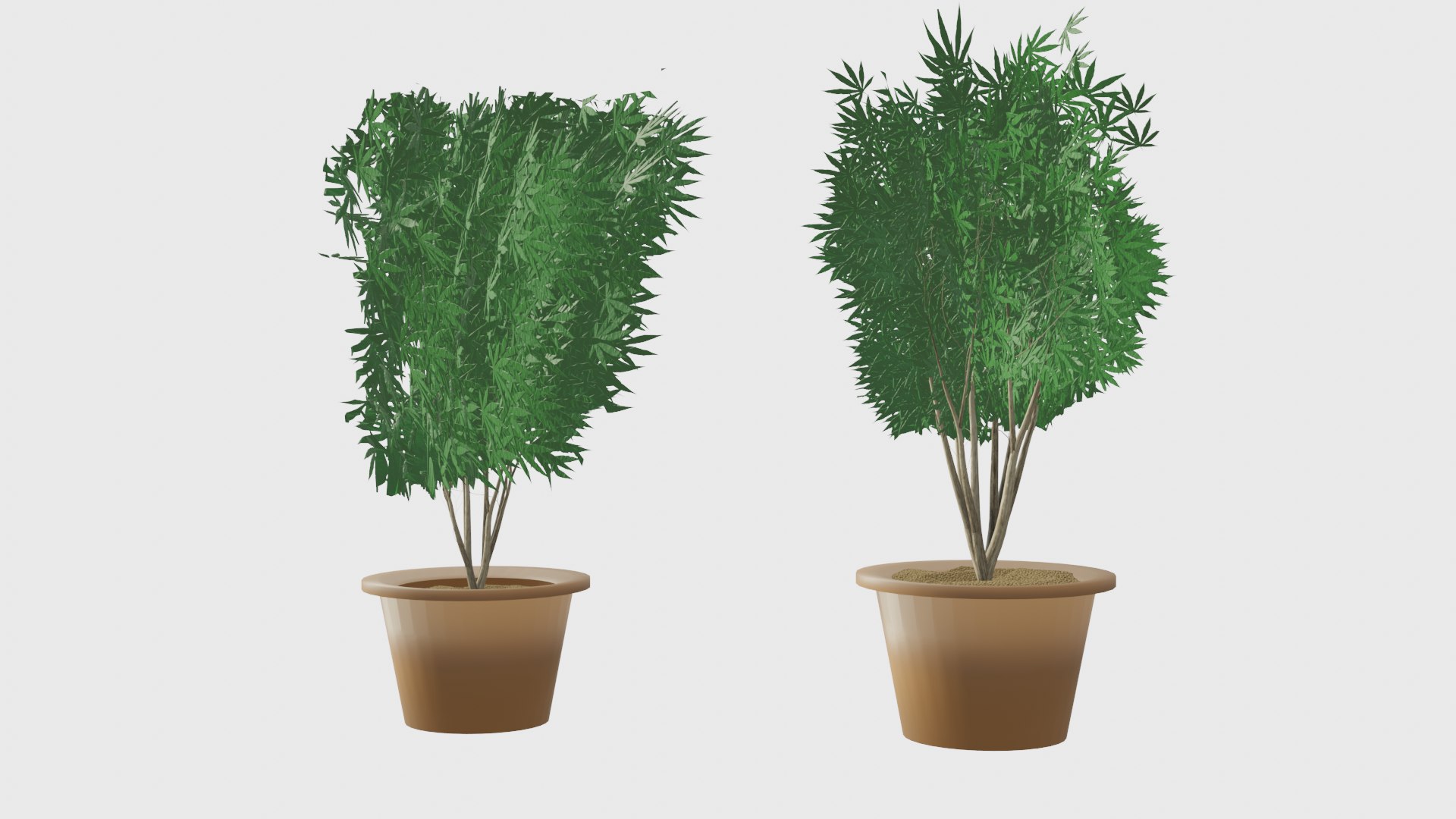 3D model marijuana ornamental plant - TurboSquid 1805885