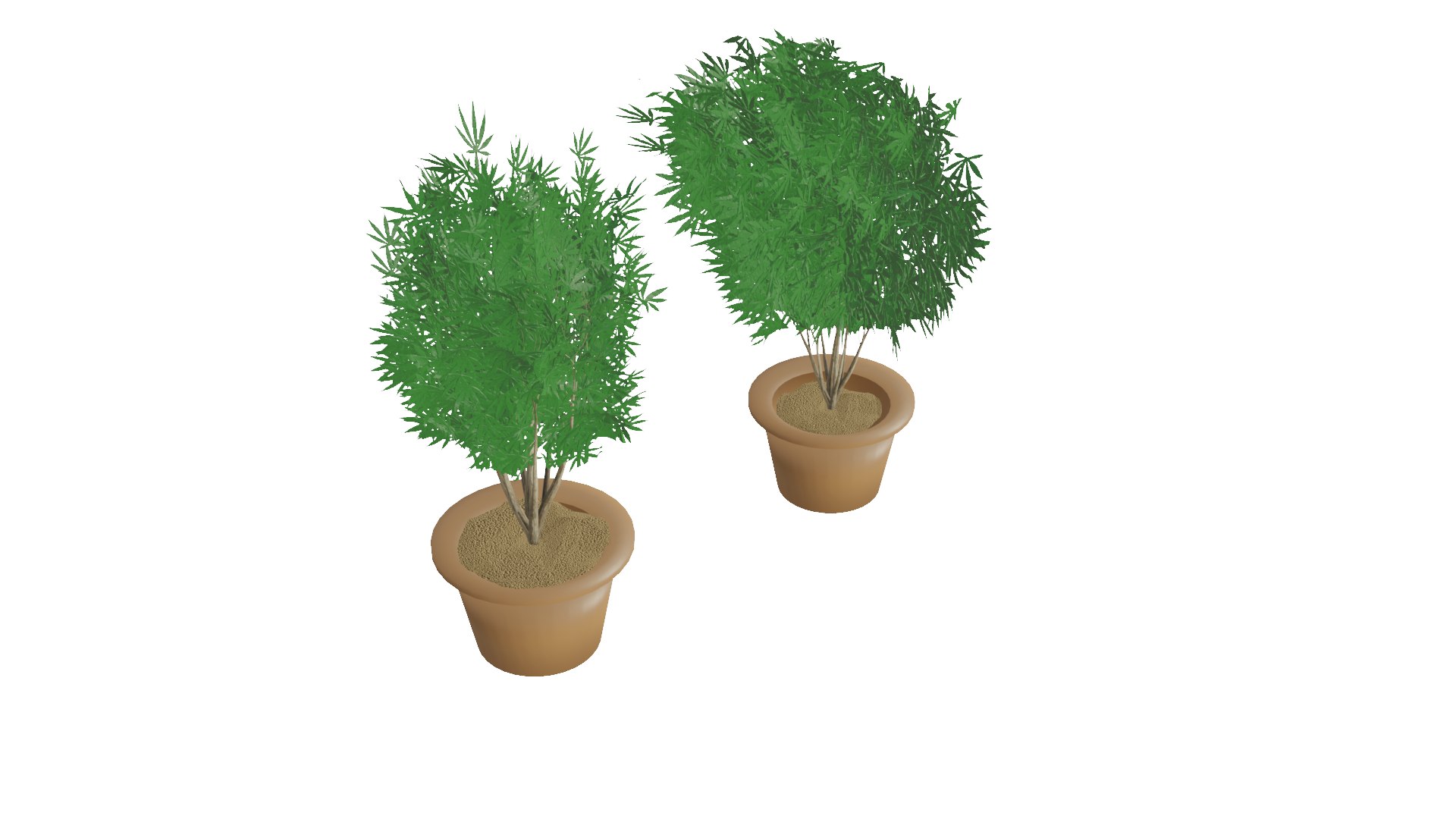 3D model marijuana ornamental plant - TurboSquid 1805885