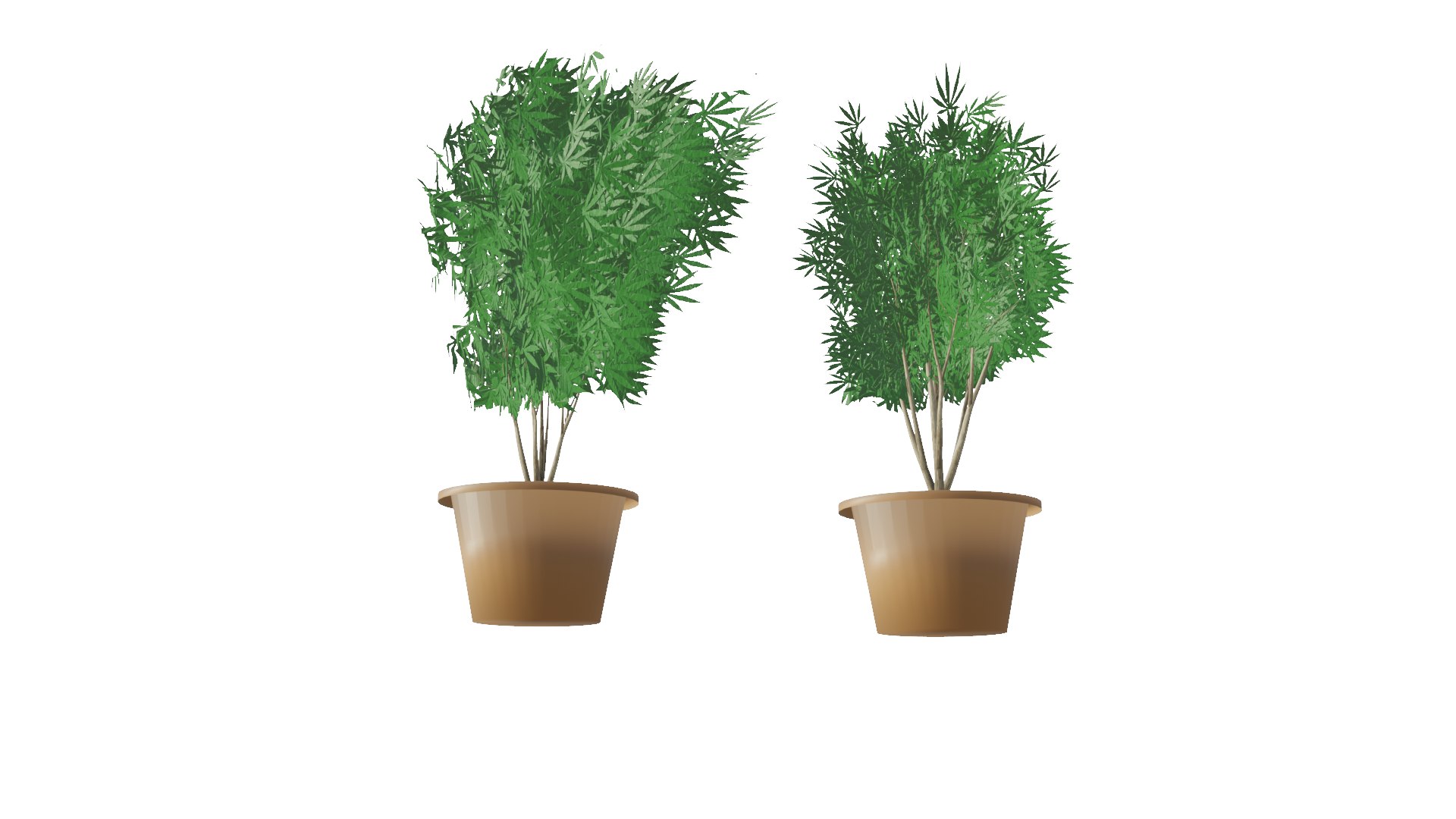 3D model marijuana ornamental plant - TurboSquid 1805885