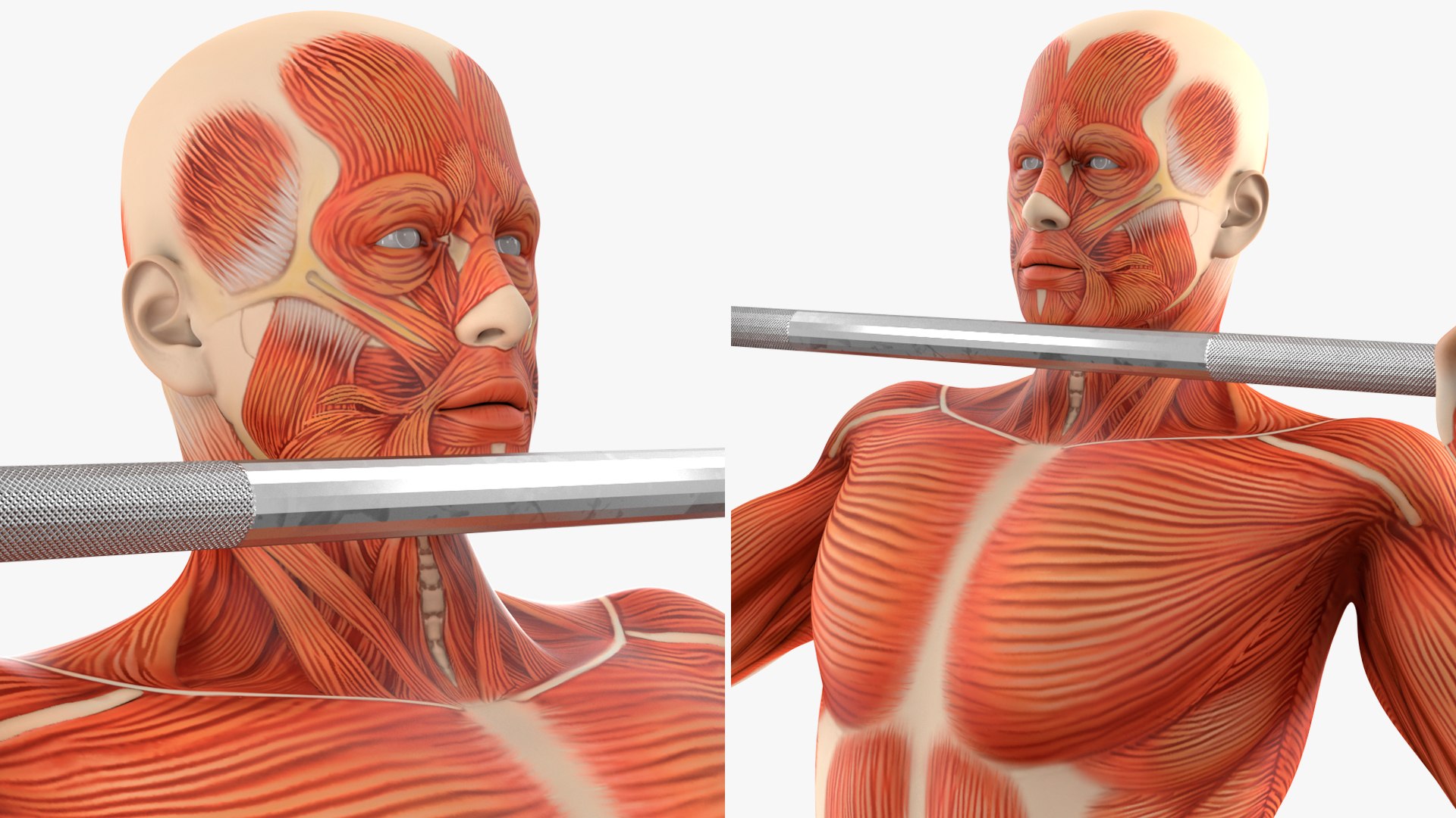 Anatomy Male Muscular System Shoulder Press Animated Rigged Model ...